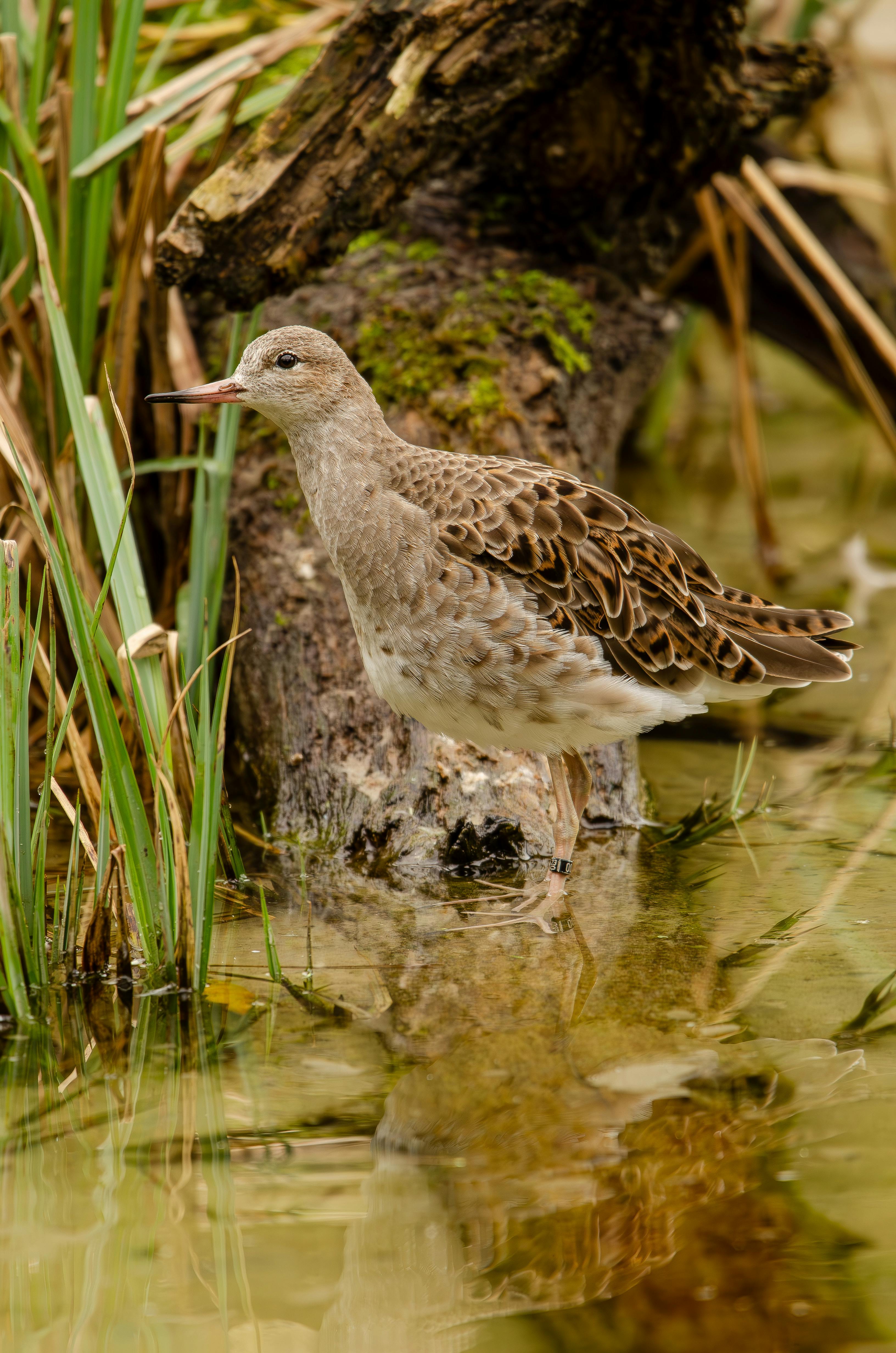 Ruff Bird in Water · Free Stock Photo