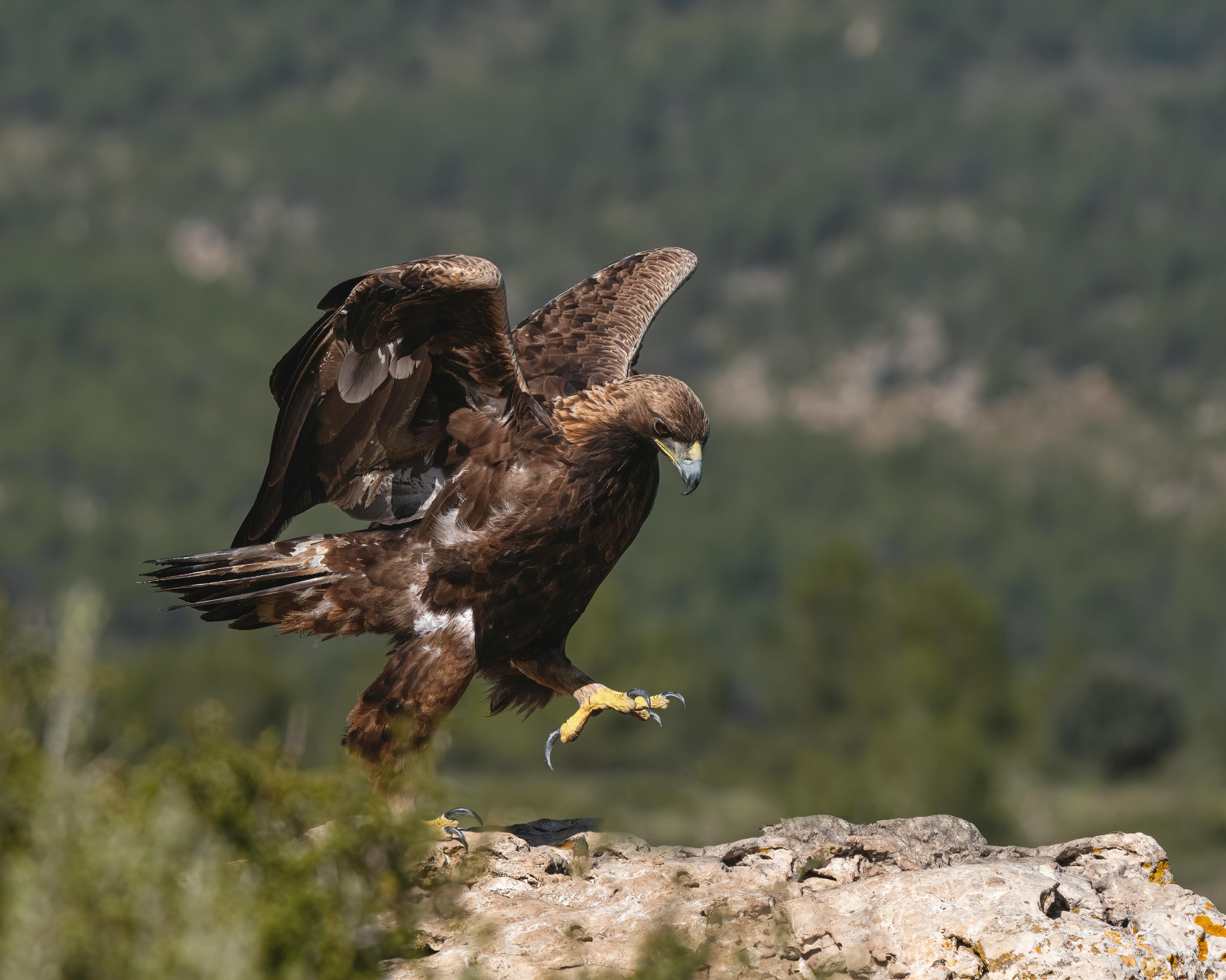 Golden Eagle Landing on Rock · Free Stock Photo