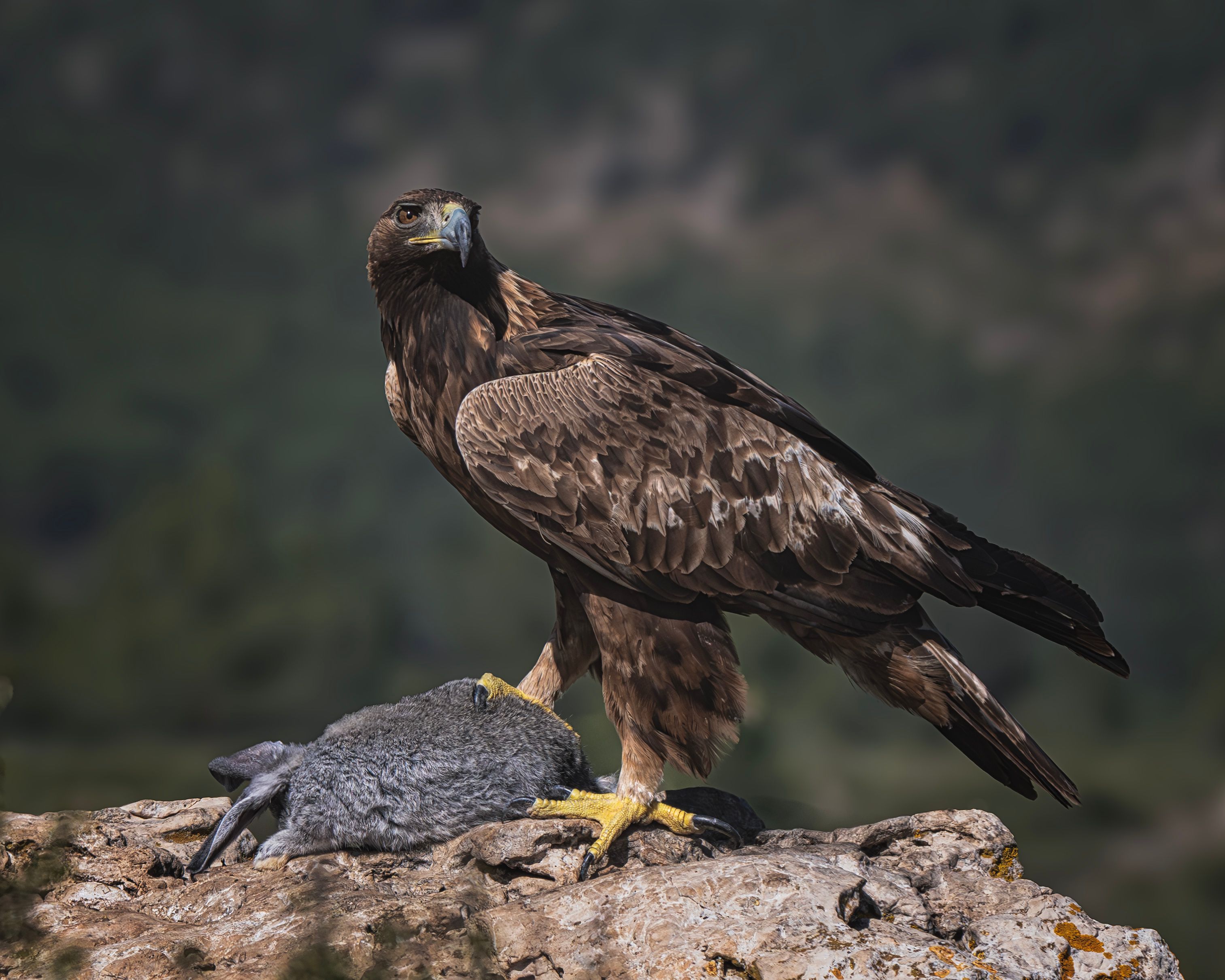 Hunting Photos, Download The BEST Free Hunting Stock Photos & HD Images