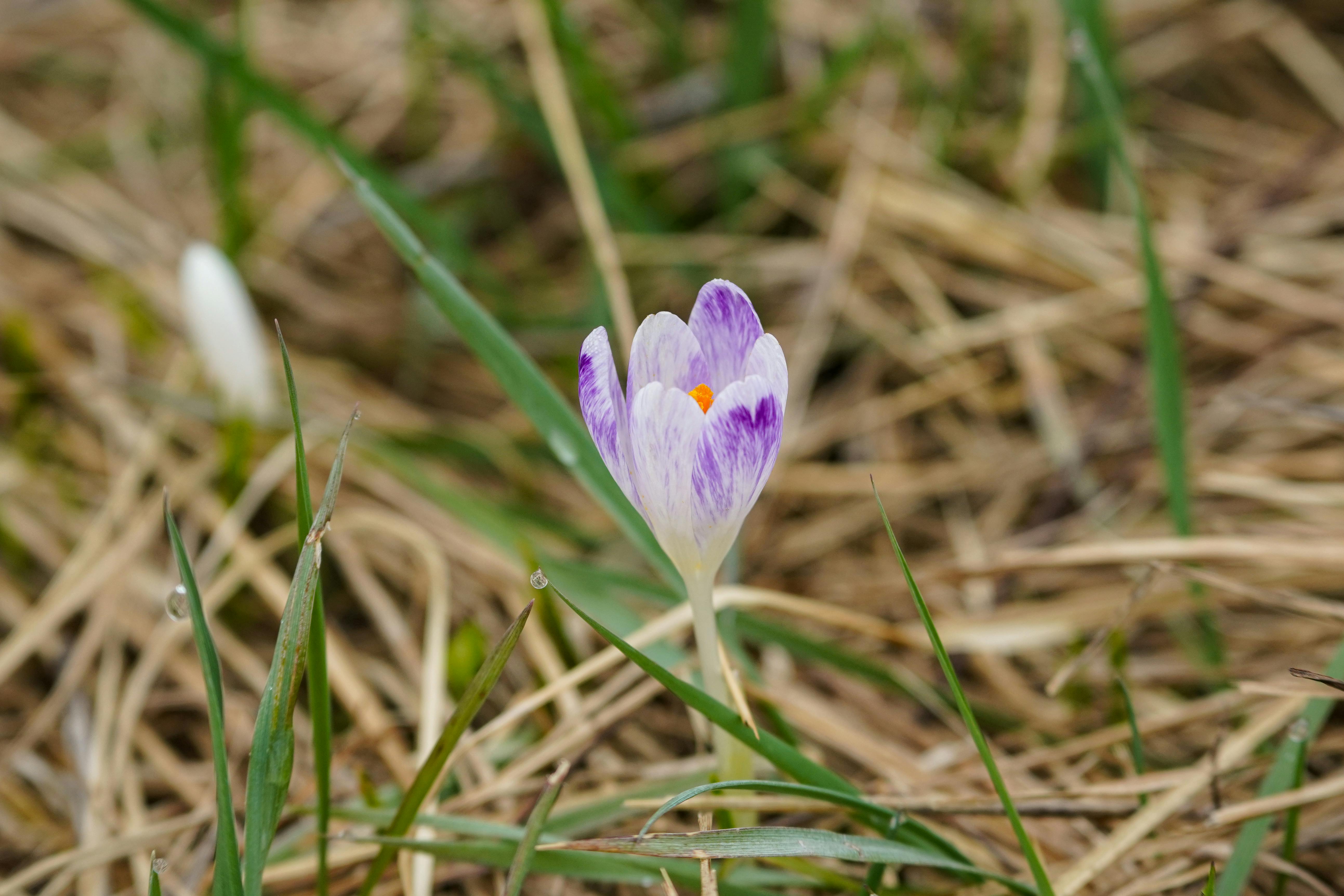 A single purple crocus is growing in the grass · Free Stock Photo