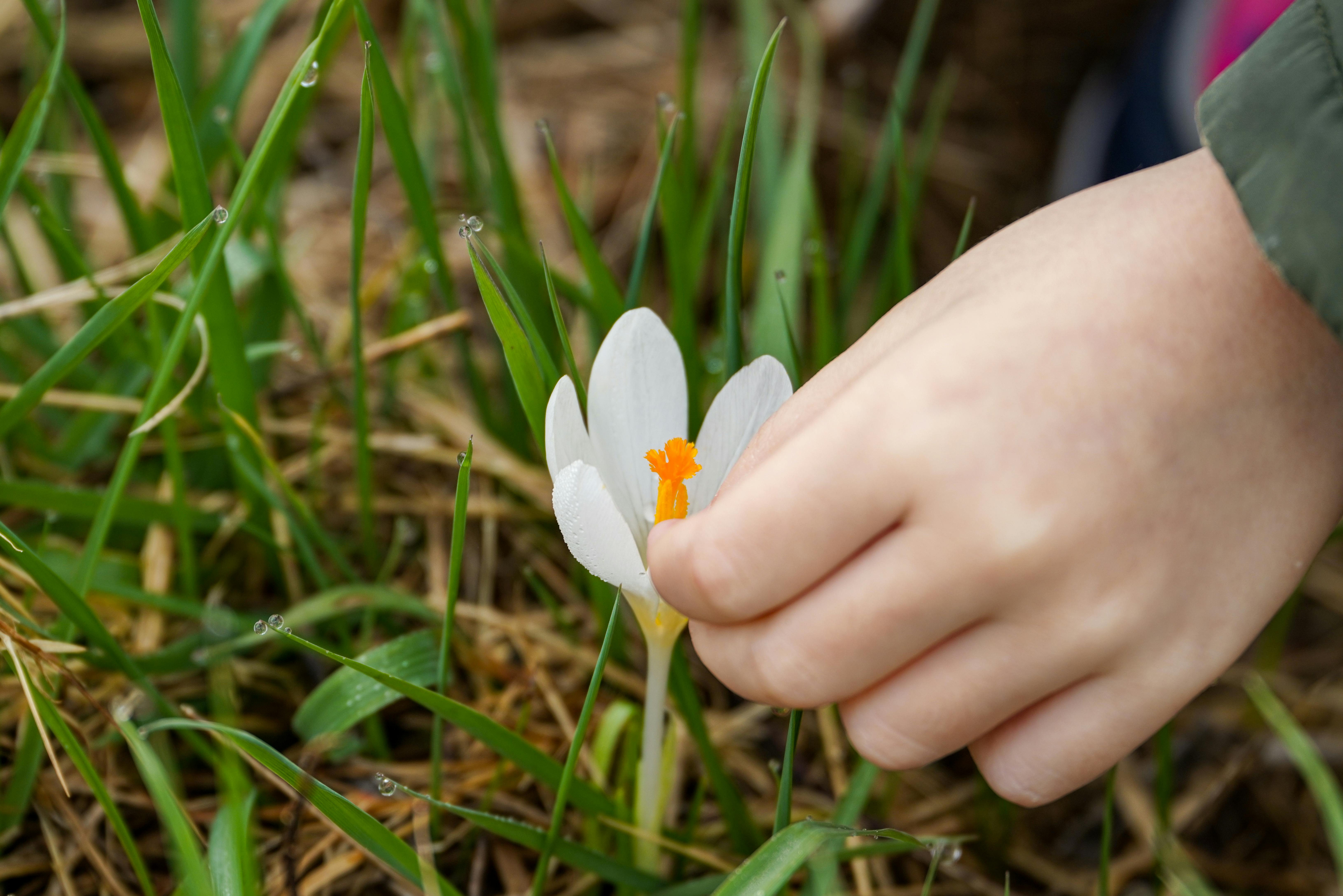 Person Hand Picking White Crocus from Ground · Free Stock Photo