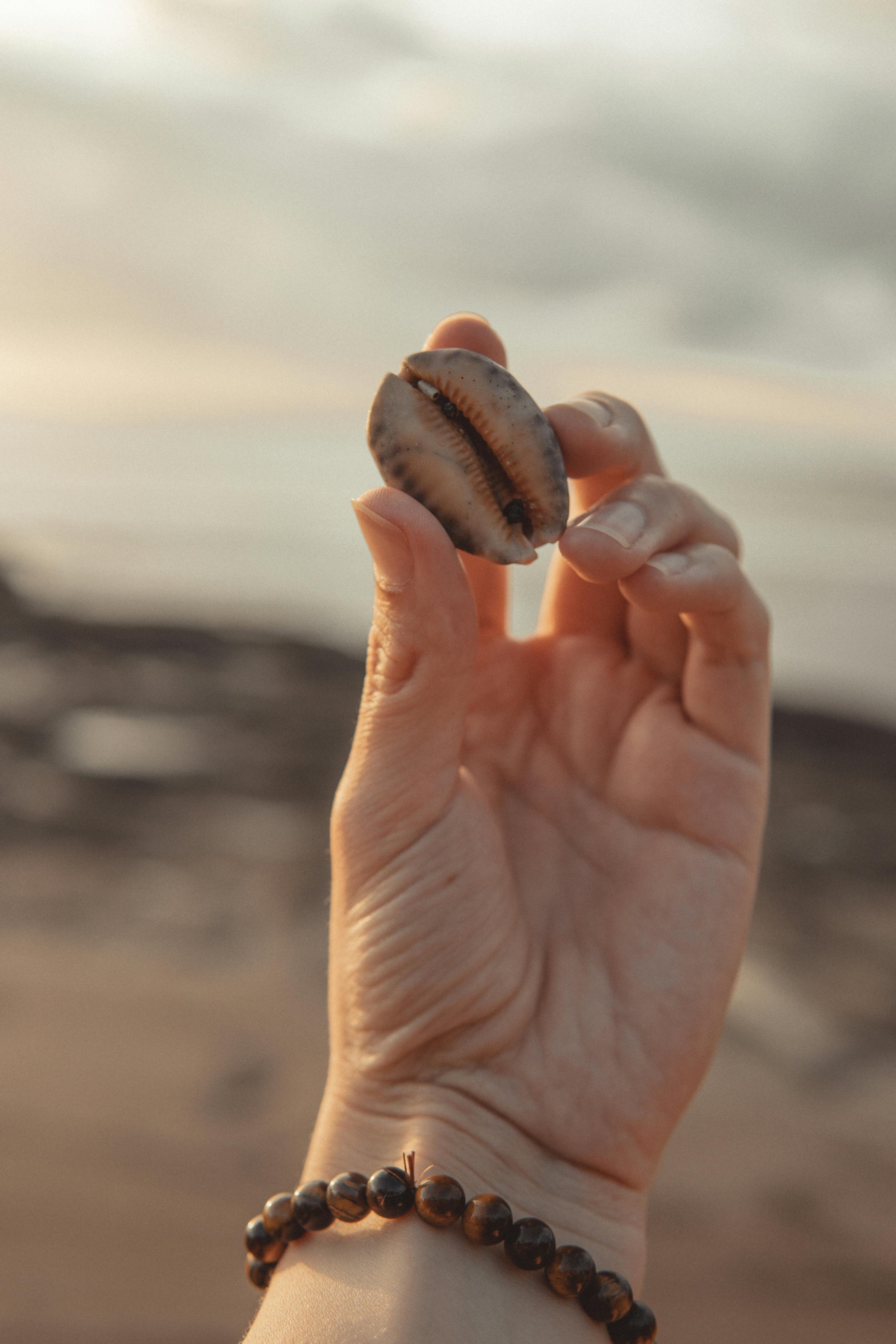 Hand Holding Mussel · Free Stock Photo