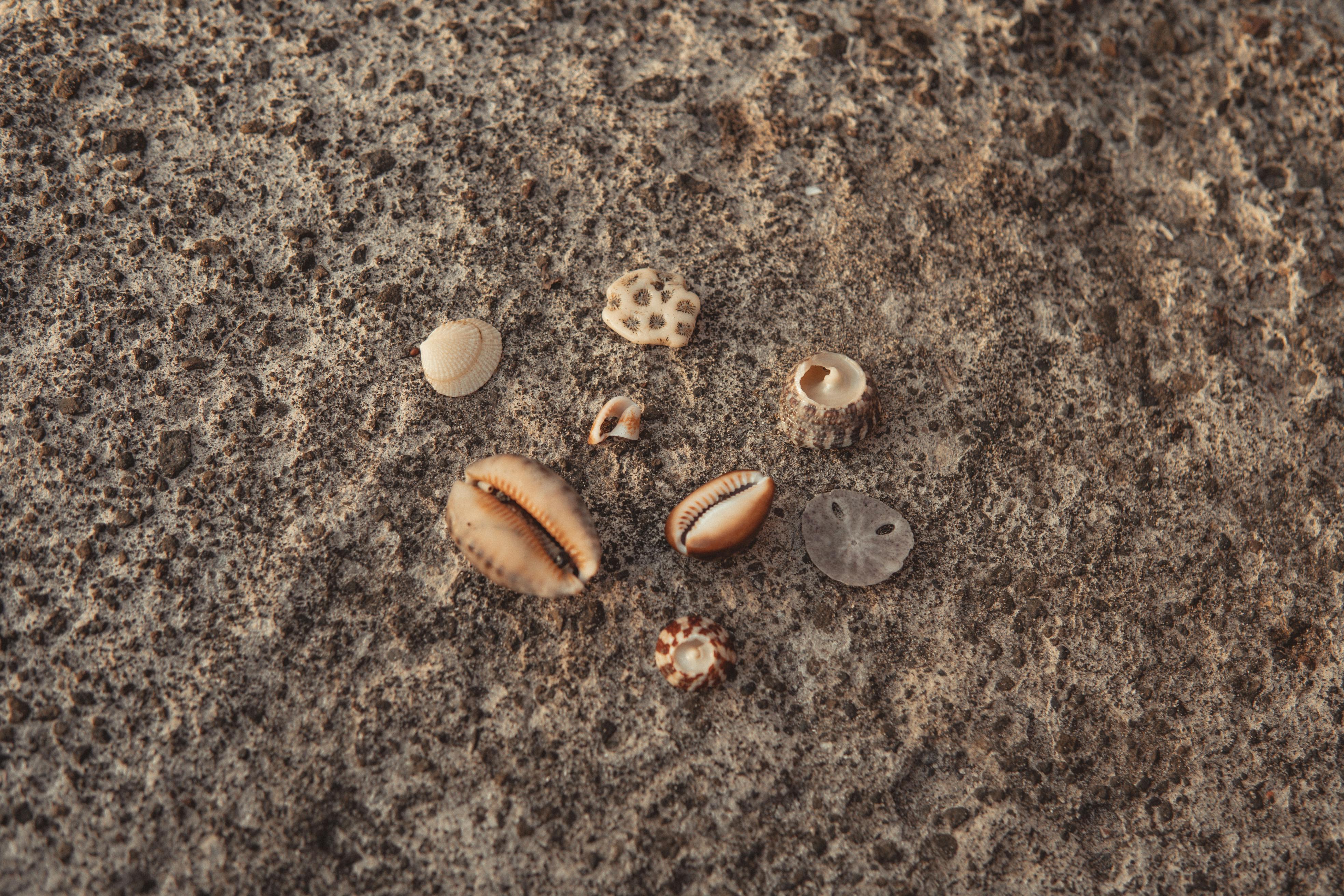 Sea Shells on Rock · Free Stock Photo