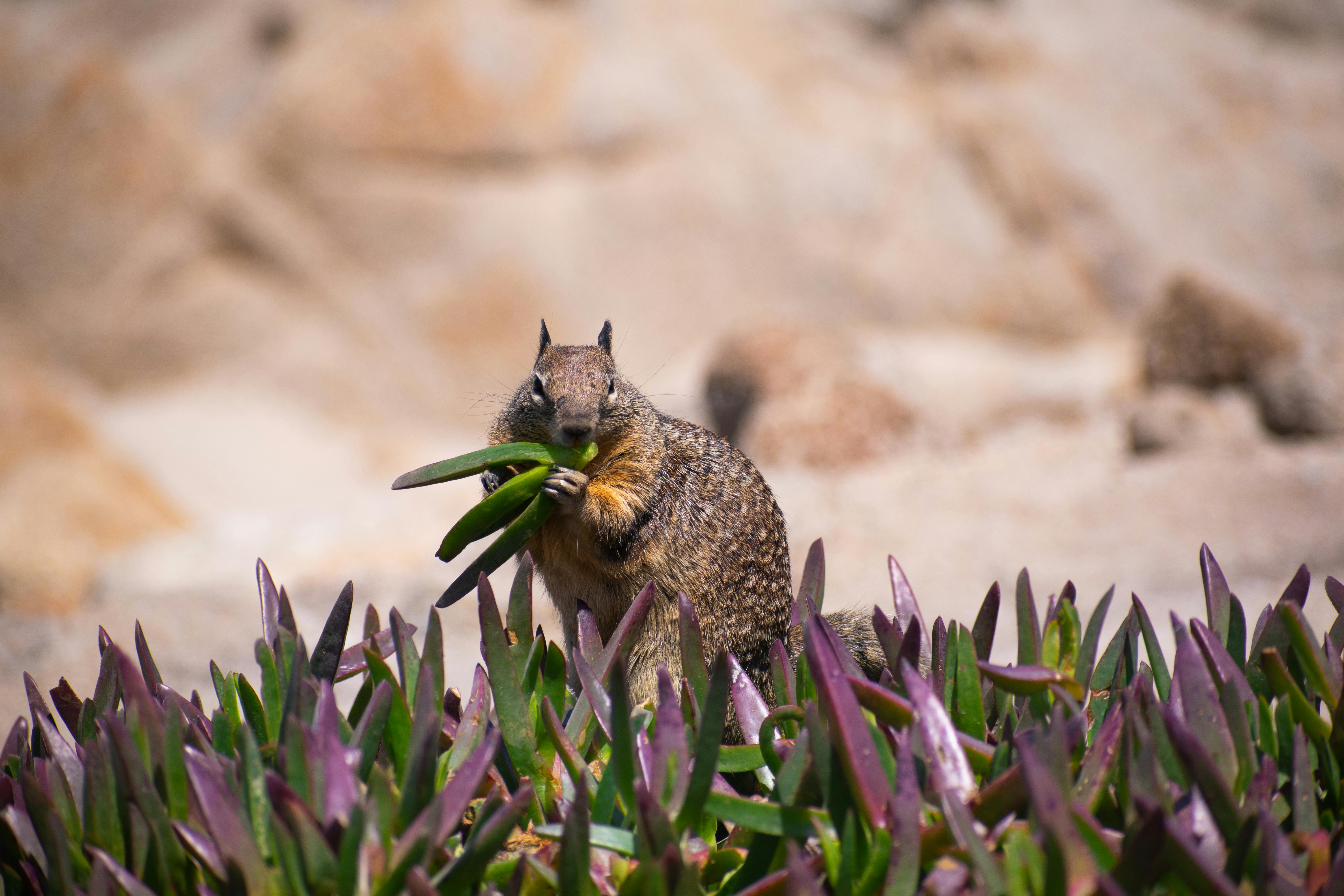 Squirrel Eating Plant · Free Stock Photo