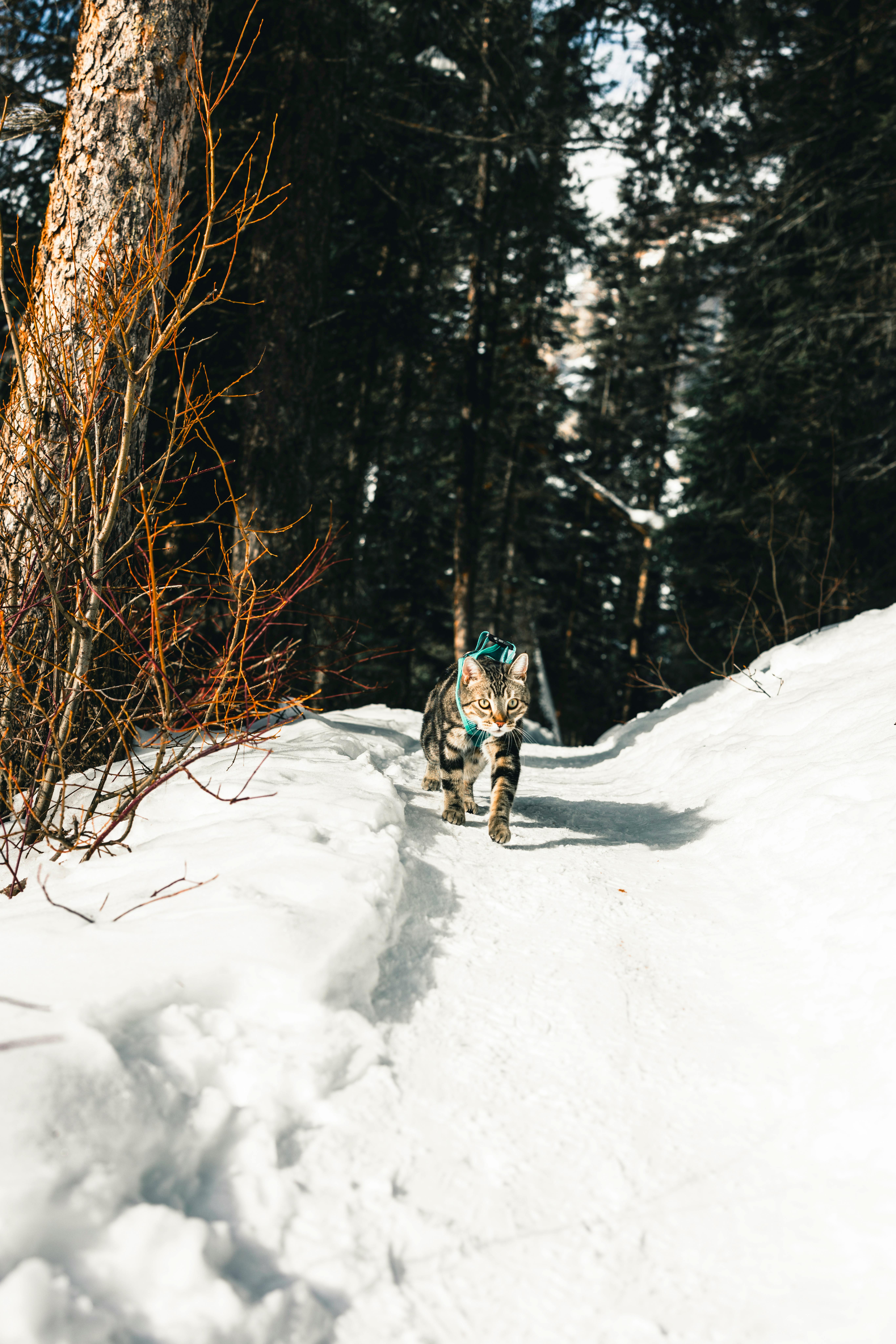 Cat Walk Model Photos, Download The BEST Free Cat Walk Model Stock ...