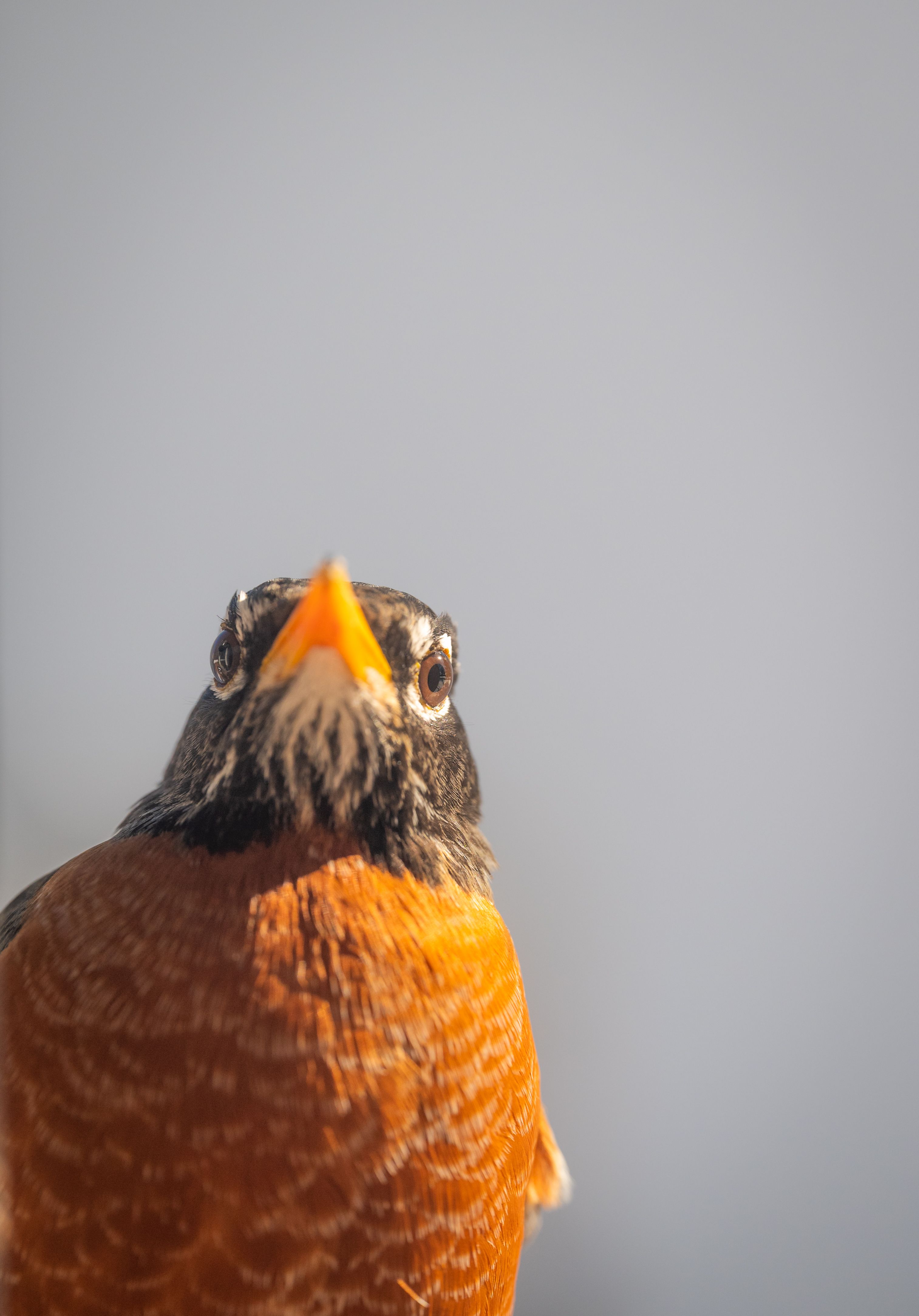 Foto de stock gratuita sobre al aire libre, animal, aviar, color, fauna ...