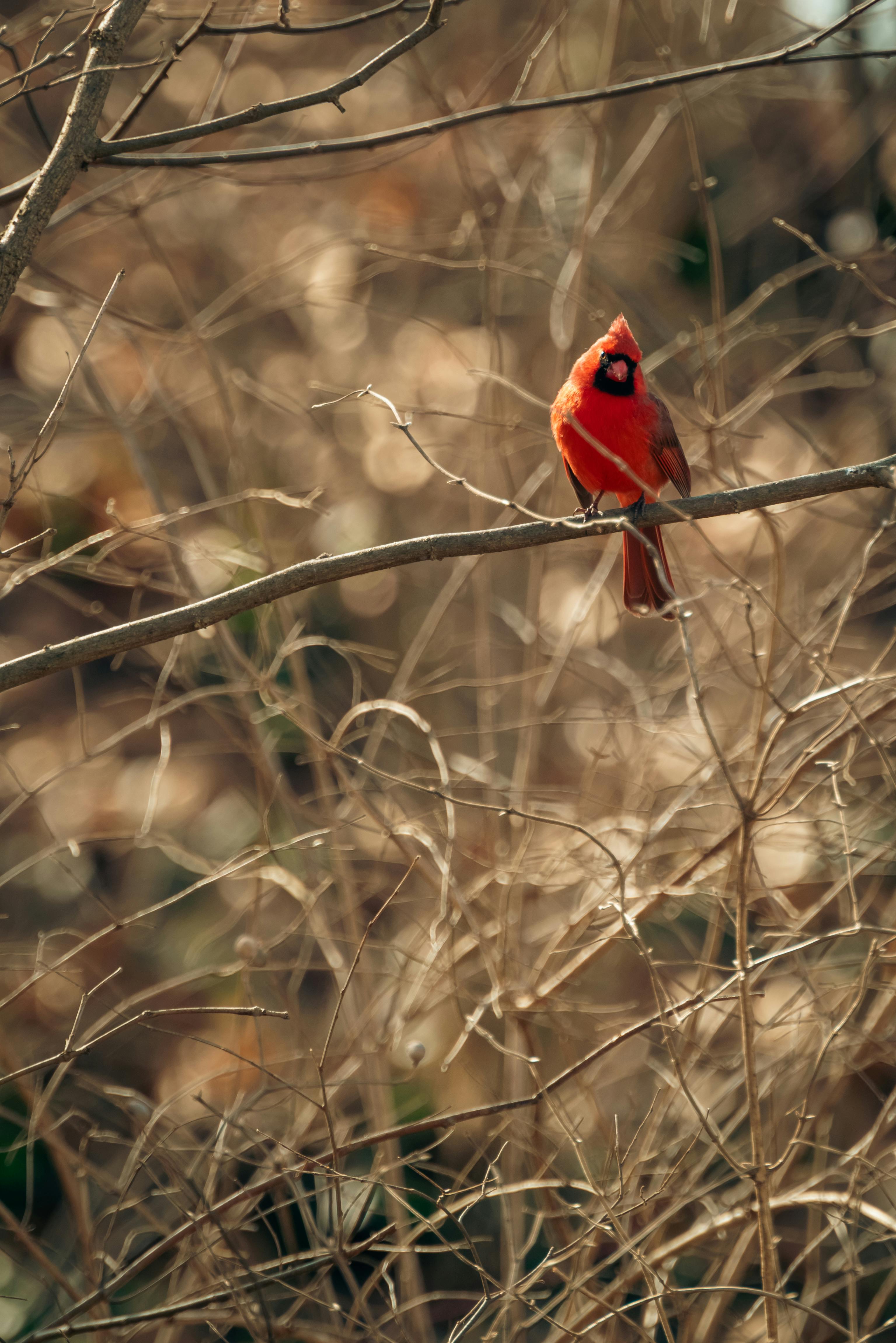 Red Cardinal Perched On Tree Branch · Free Stock Photo