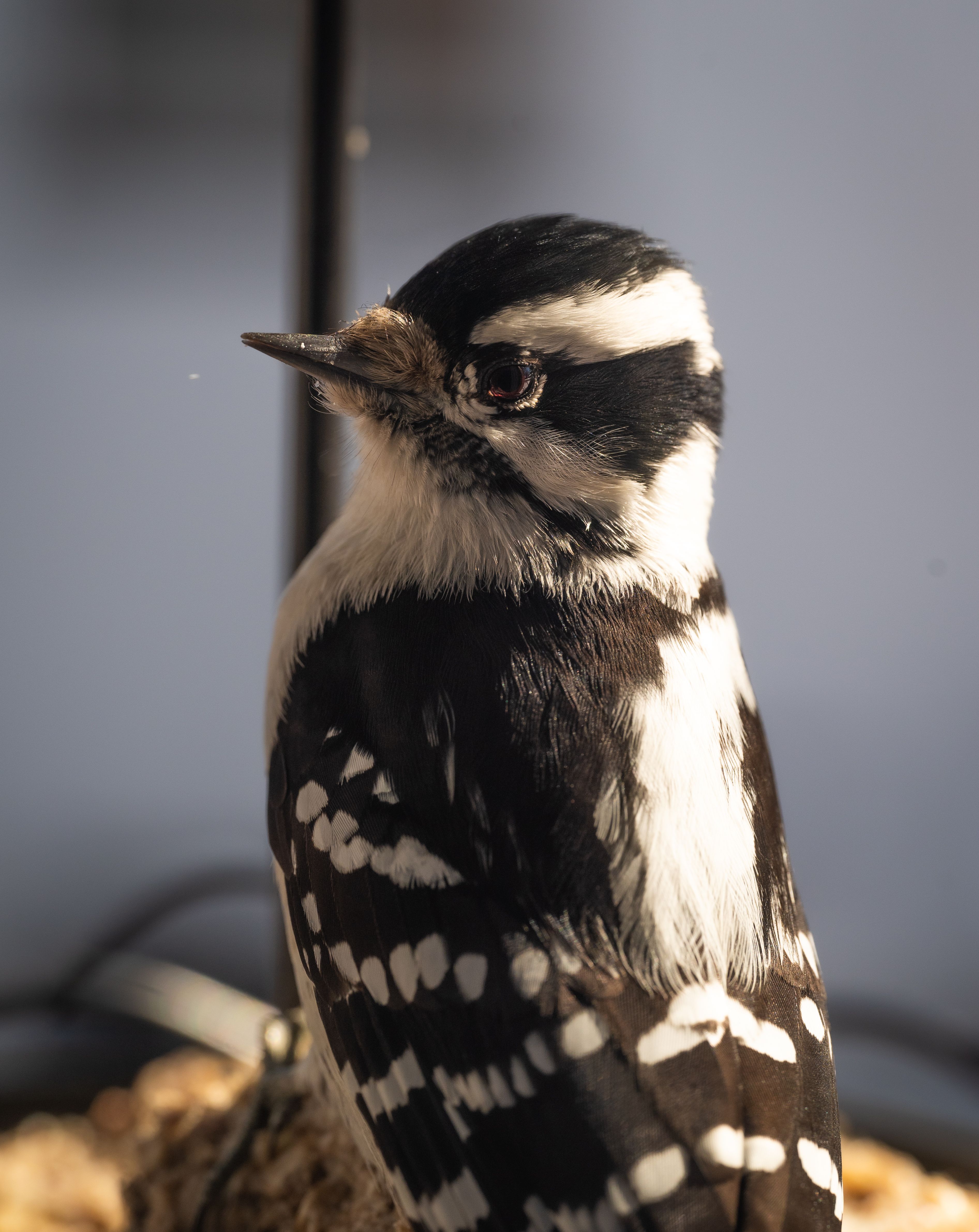 Bird Close Up · Free Stock Photo