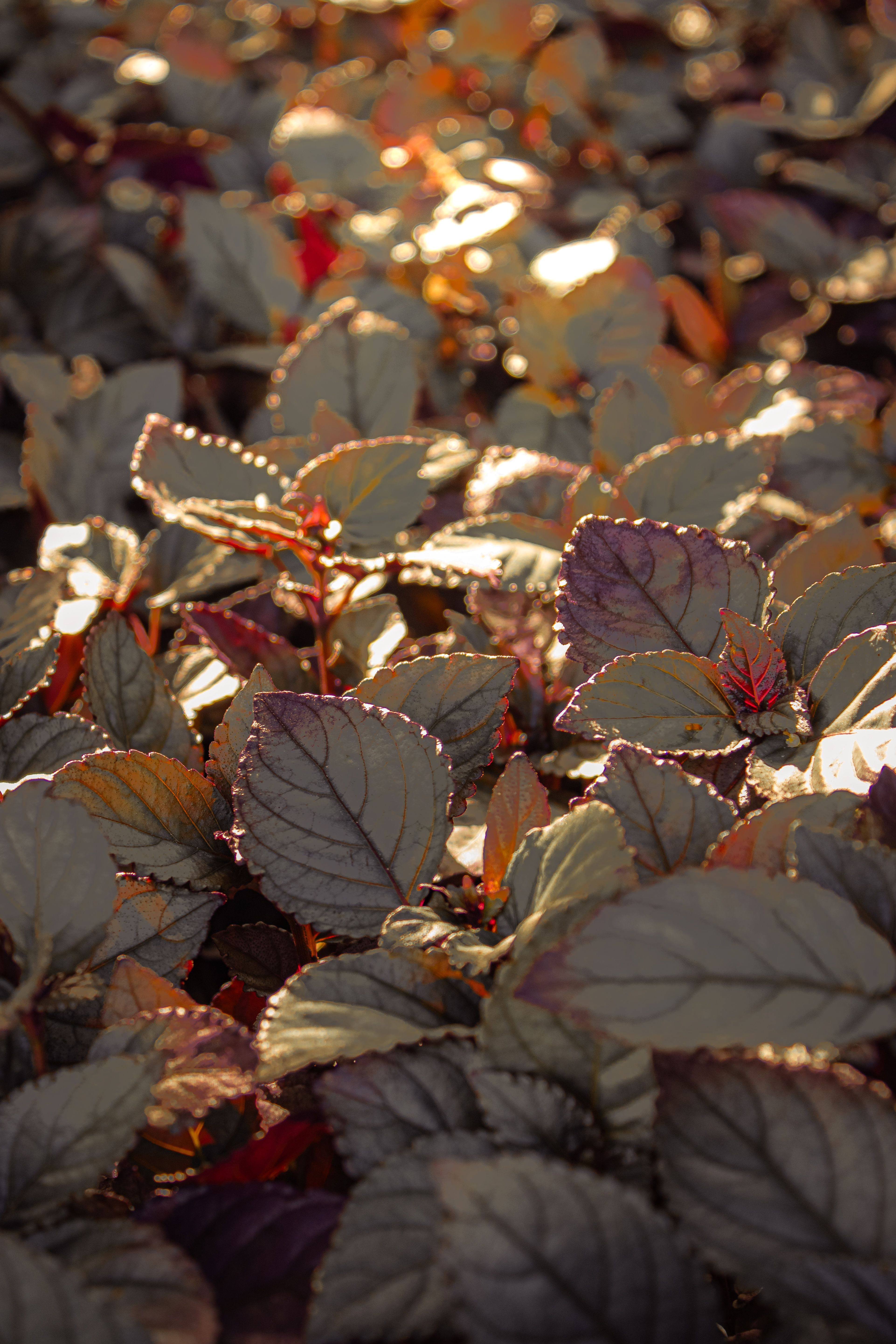 Close up of Plants · Free Stock Photo
