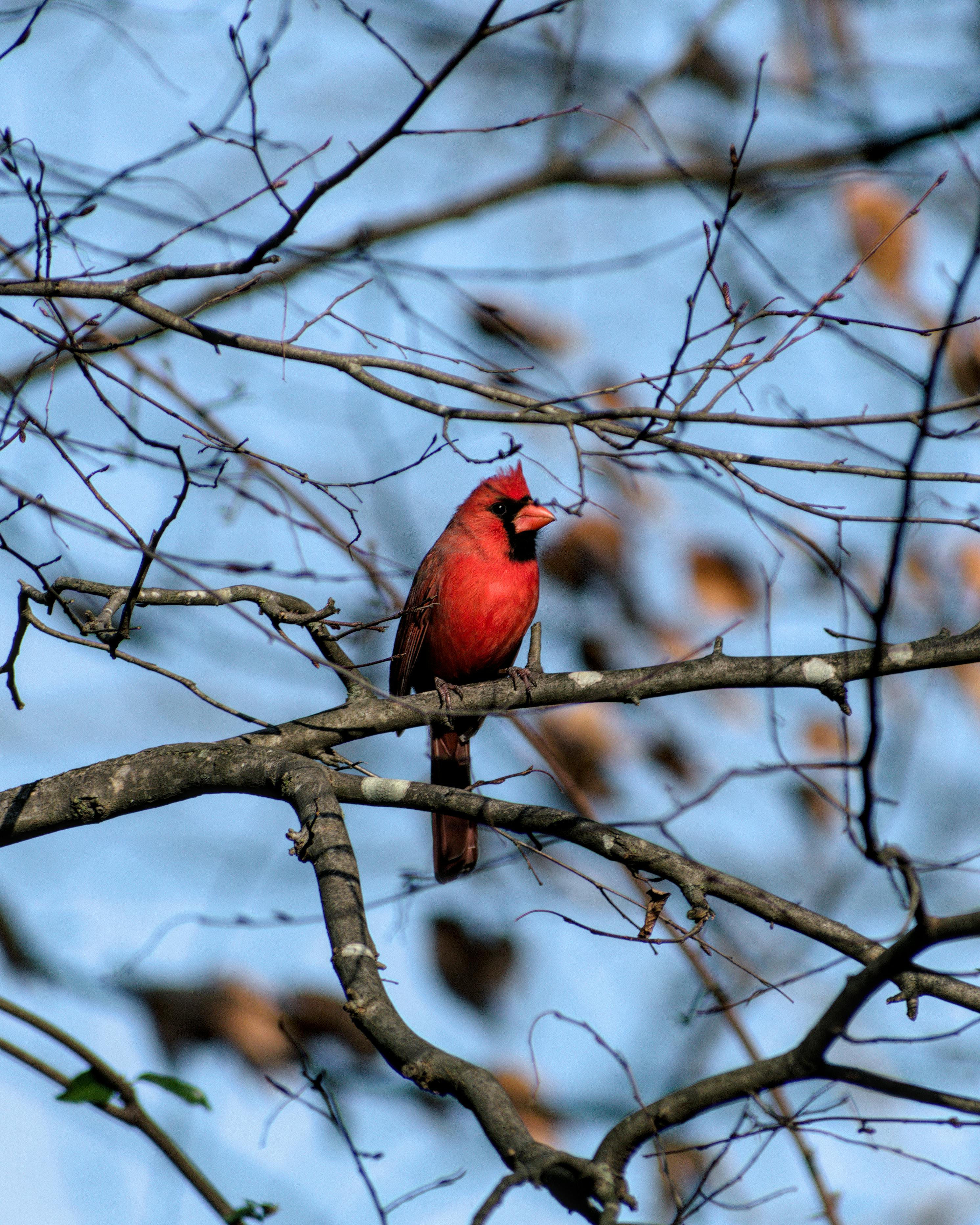 Close up of a Northern Cardinal · Free Stock Photo