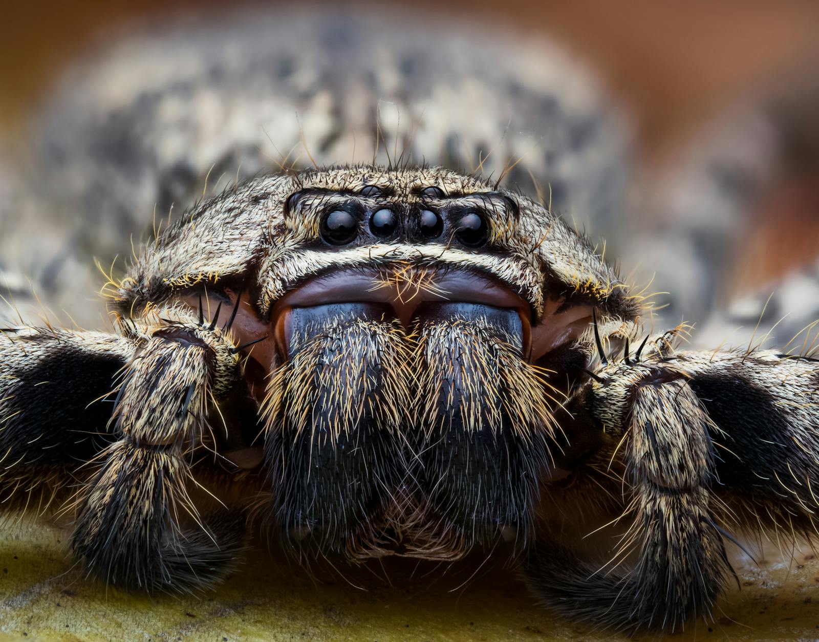 Spider Face Photos, Download The BEST Free Spider Face Stock Photos ...
