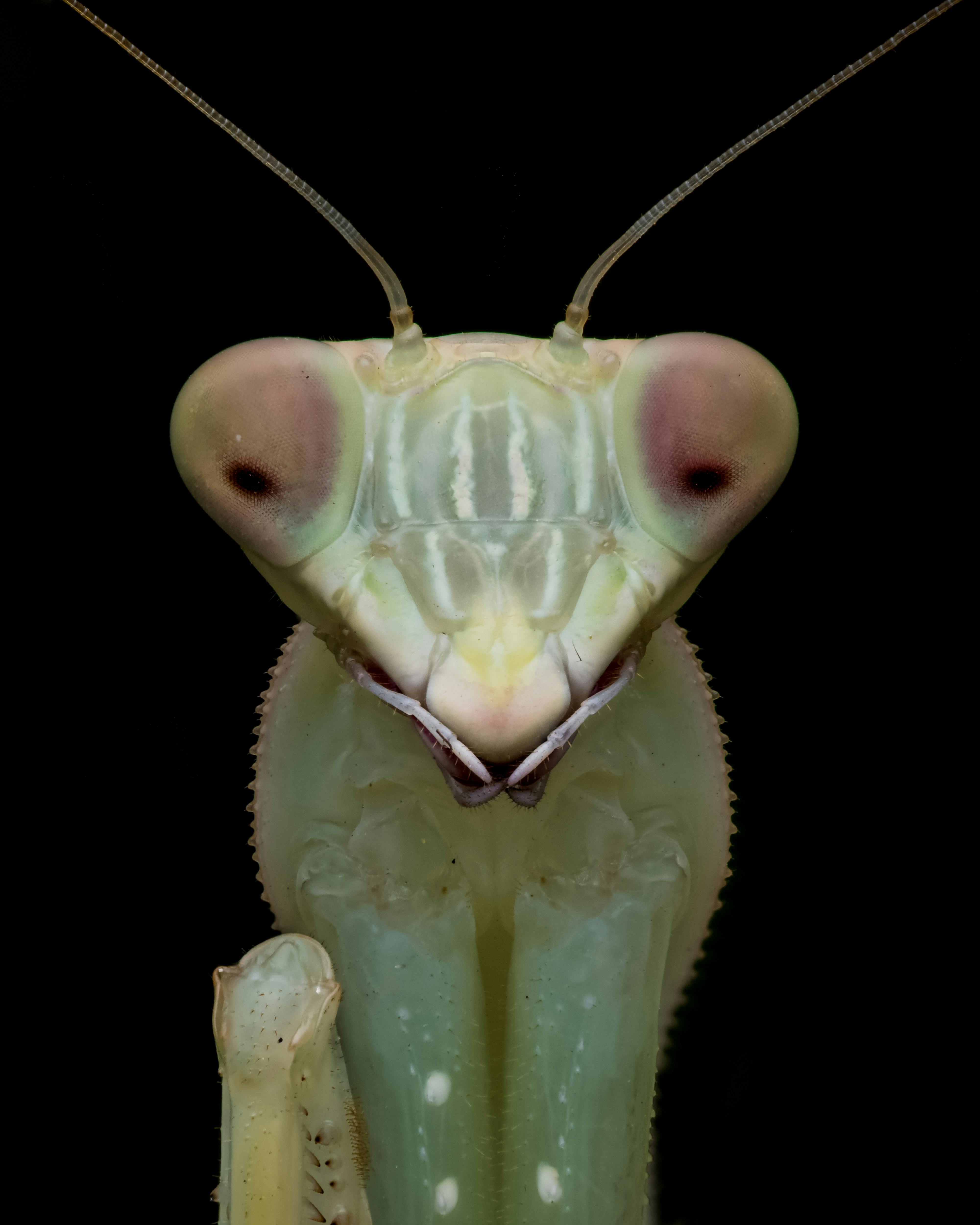 Extreme Close-up of a Mantis · Free Stock Photo