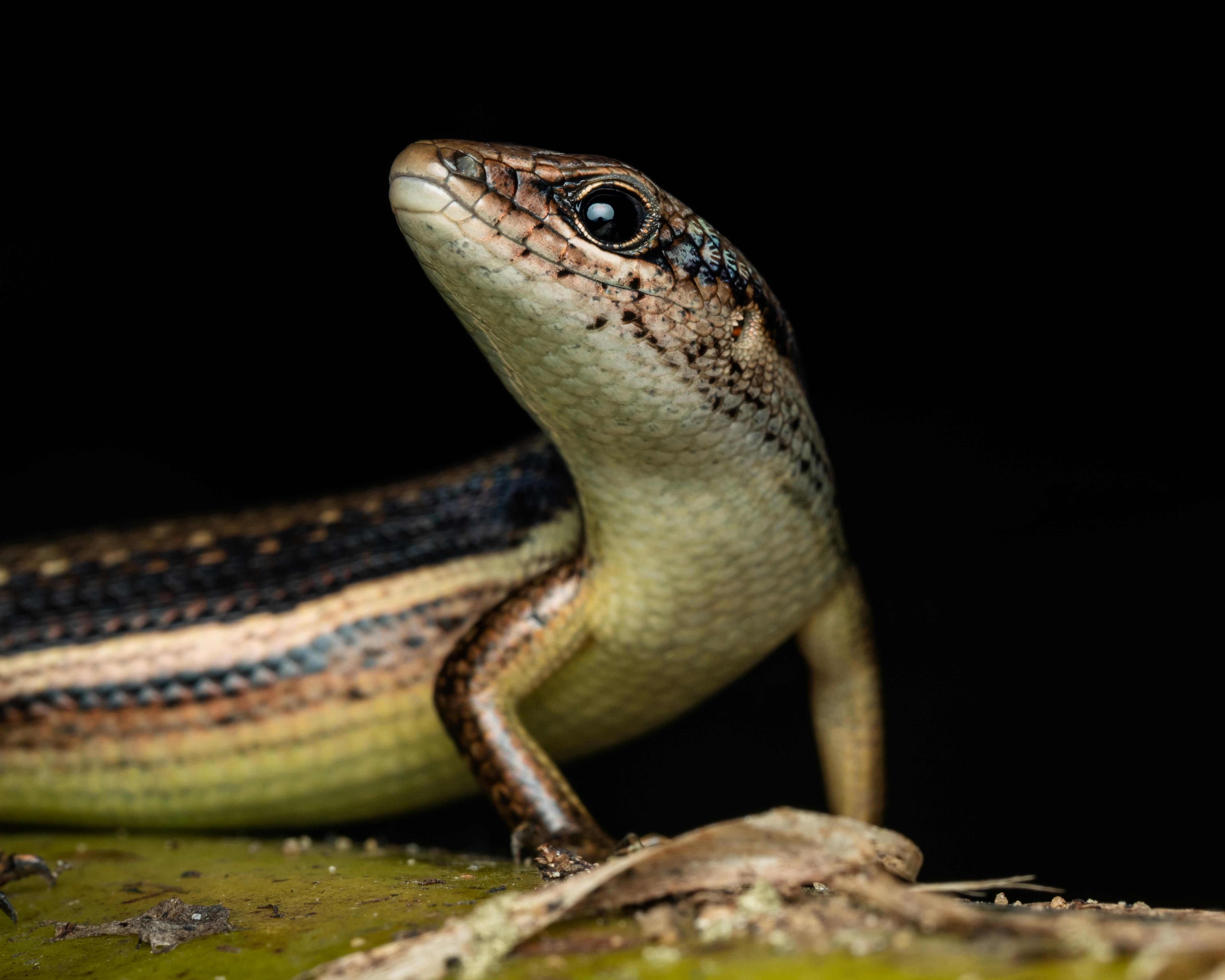 Extreme Close-up of a Lizard · Free Stock Photo
