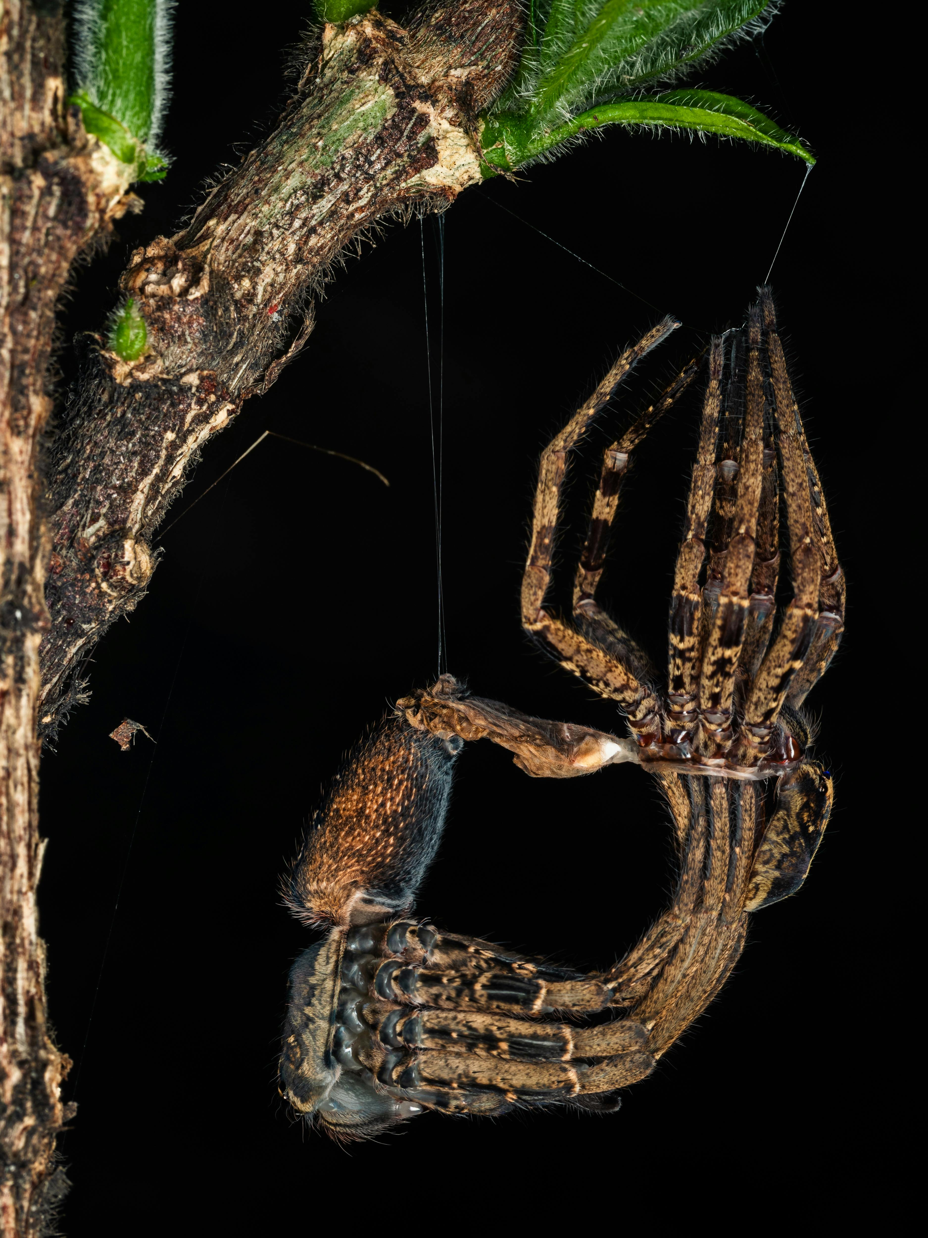 Animal Autopsy Photos, Download The BEST Free Animal Autopsy Stock ...