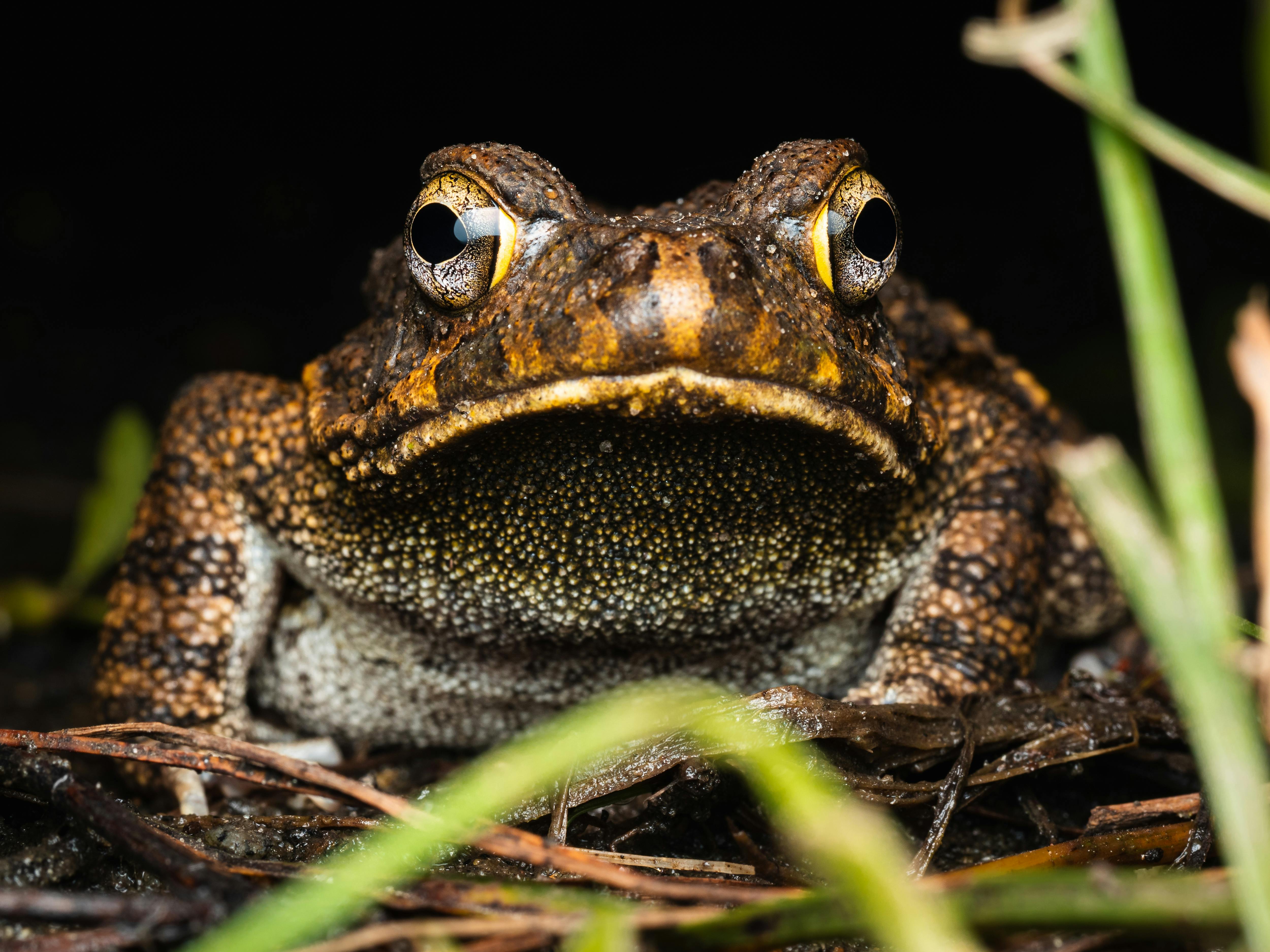 Close-up of a Toad Sitting among Plants · Free Stock Photo