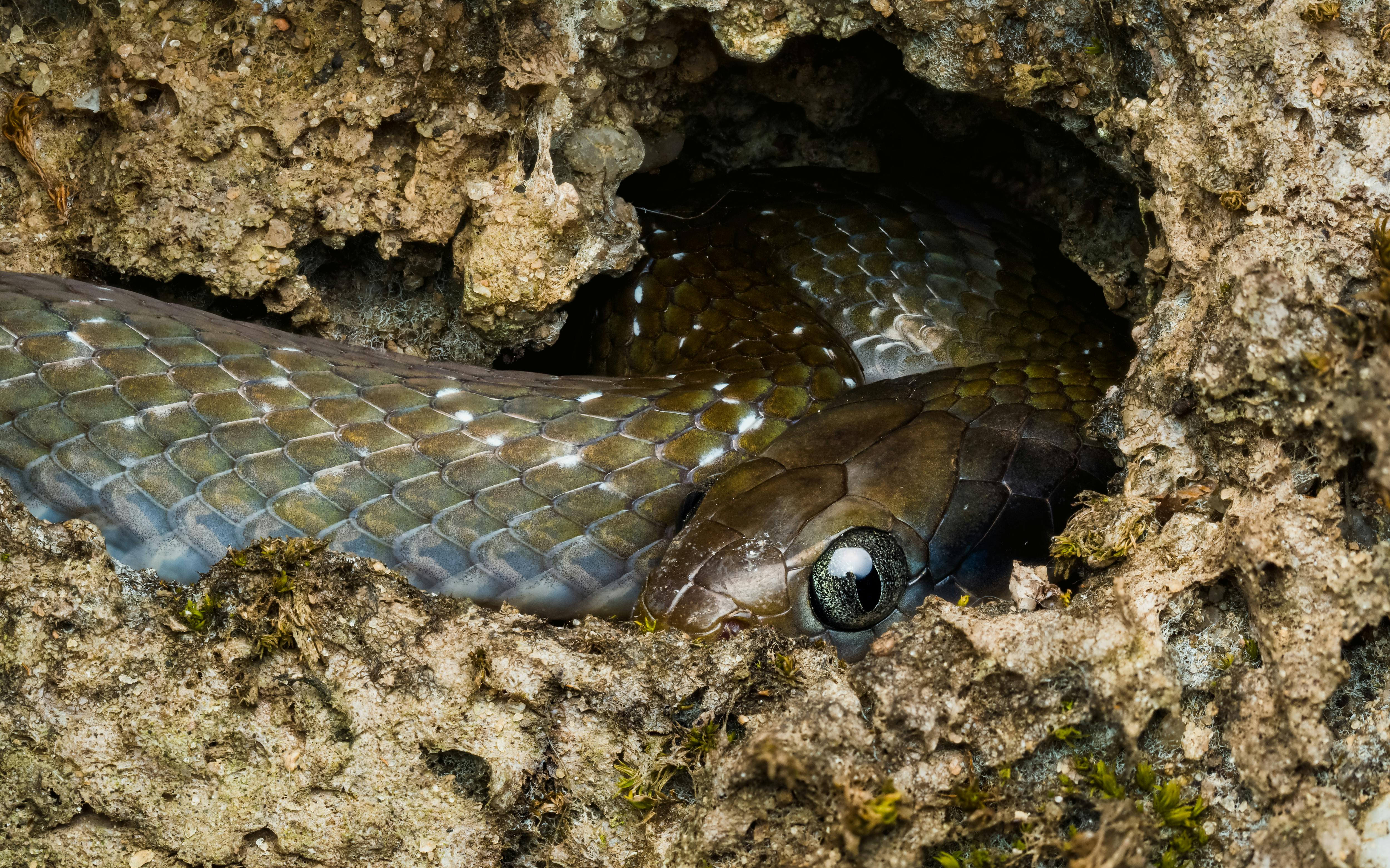Close-up of a Snake Hidden in a Hole · Free Stock Photo