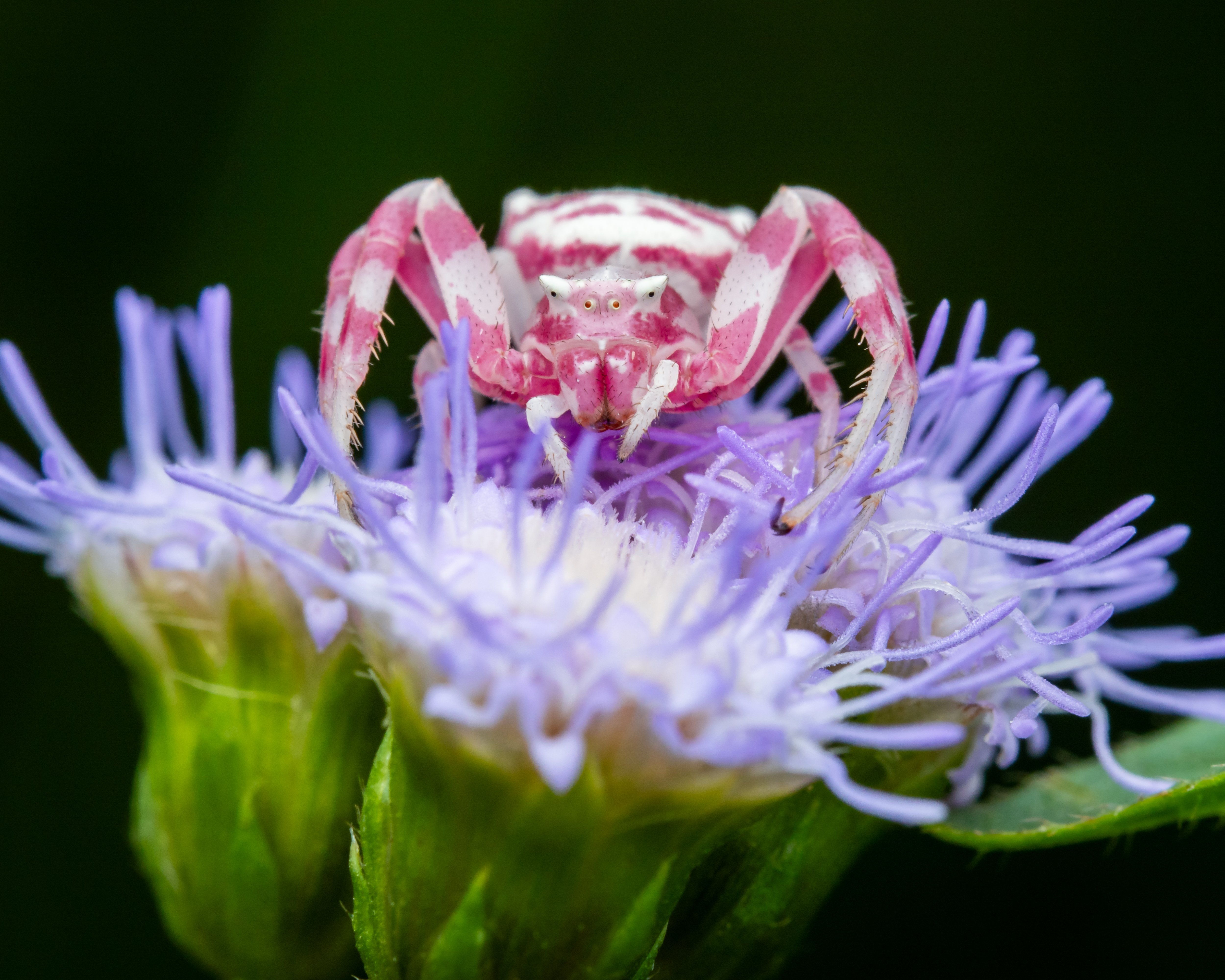Extreme Close-up of a Pink Spider Sitting on a Flower · Free Stock Photo