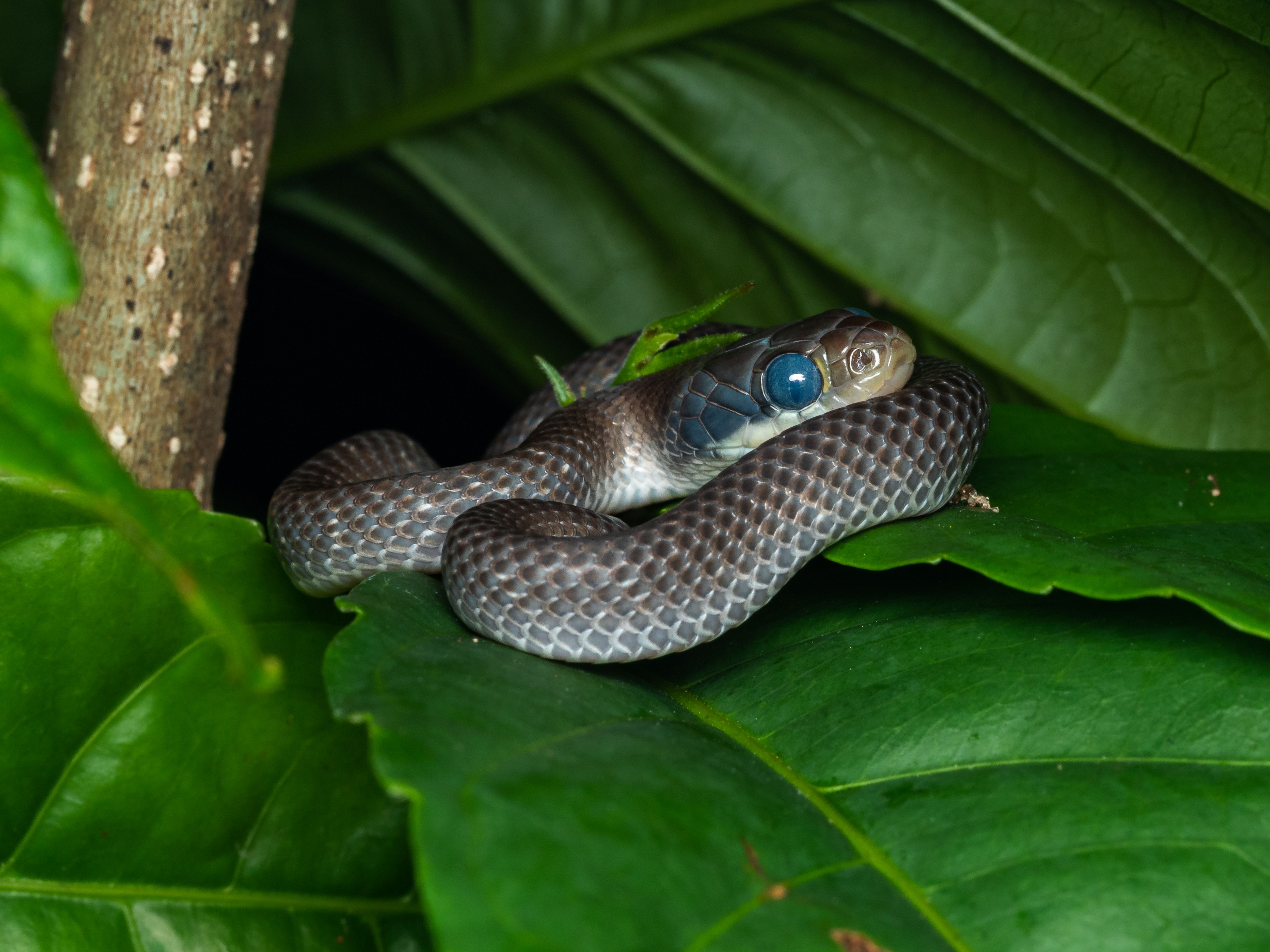 Close-up of a Snake Lying on a Green Leaf · Free Stock Photo