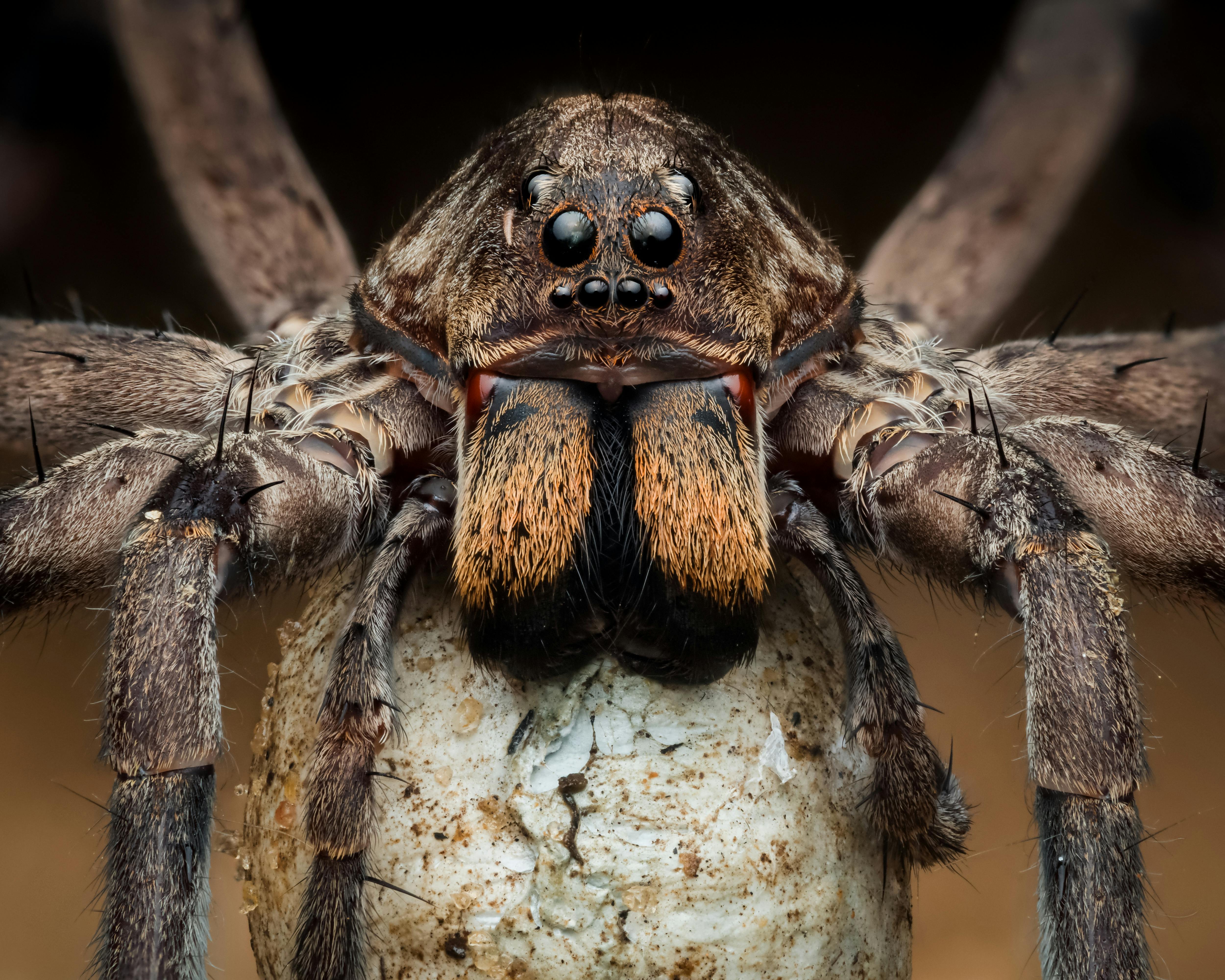 Extreme Close-up of Wolf Spider · Free Stock Photo