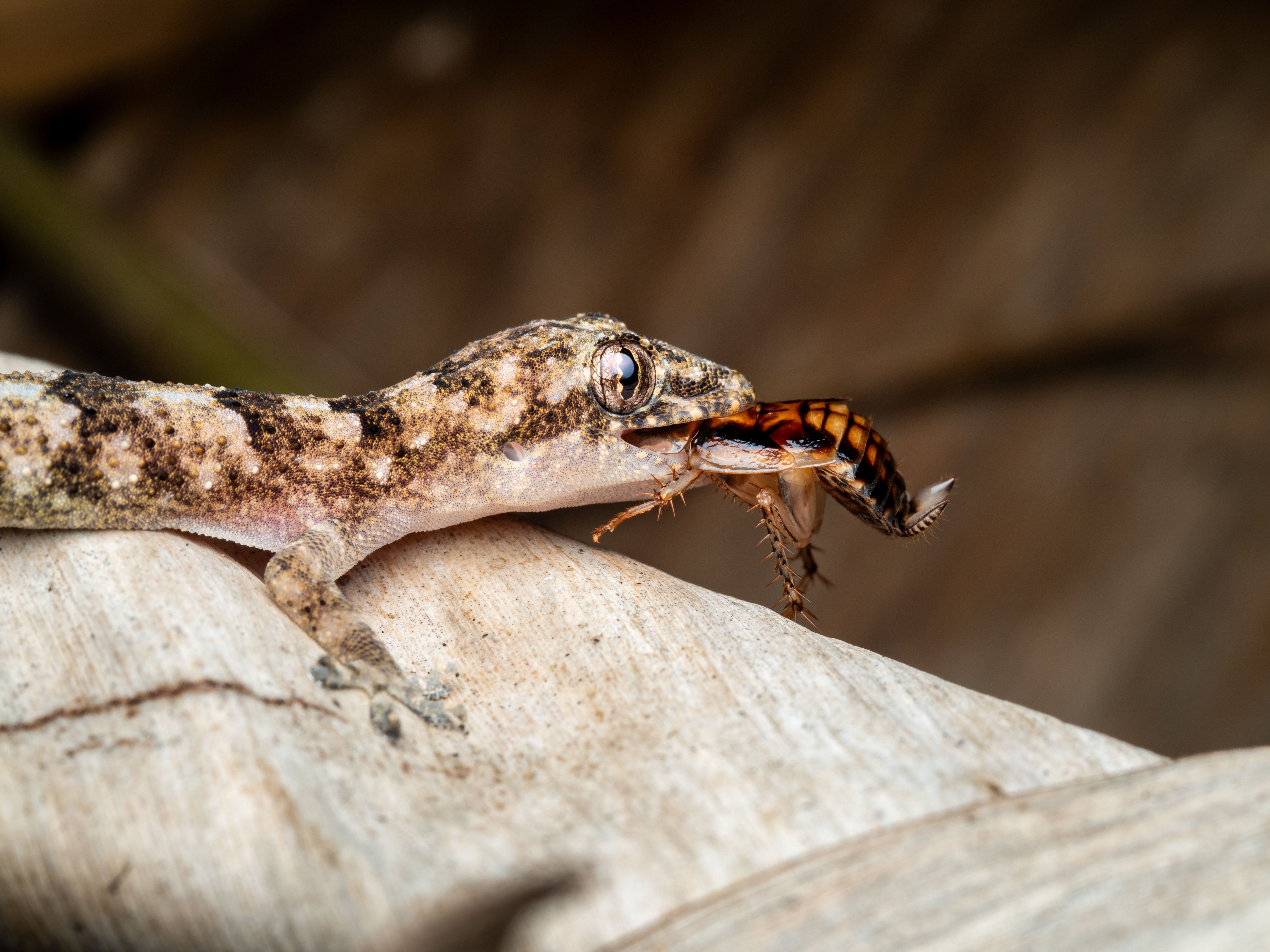 Close-up of a Gecko with an Insect in Its Mouth · Free Stock Photo
