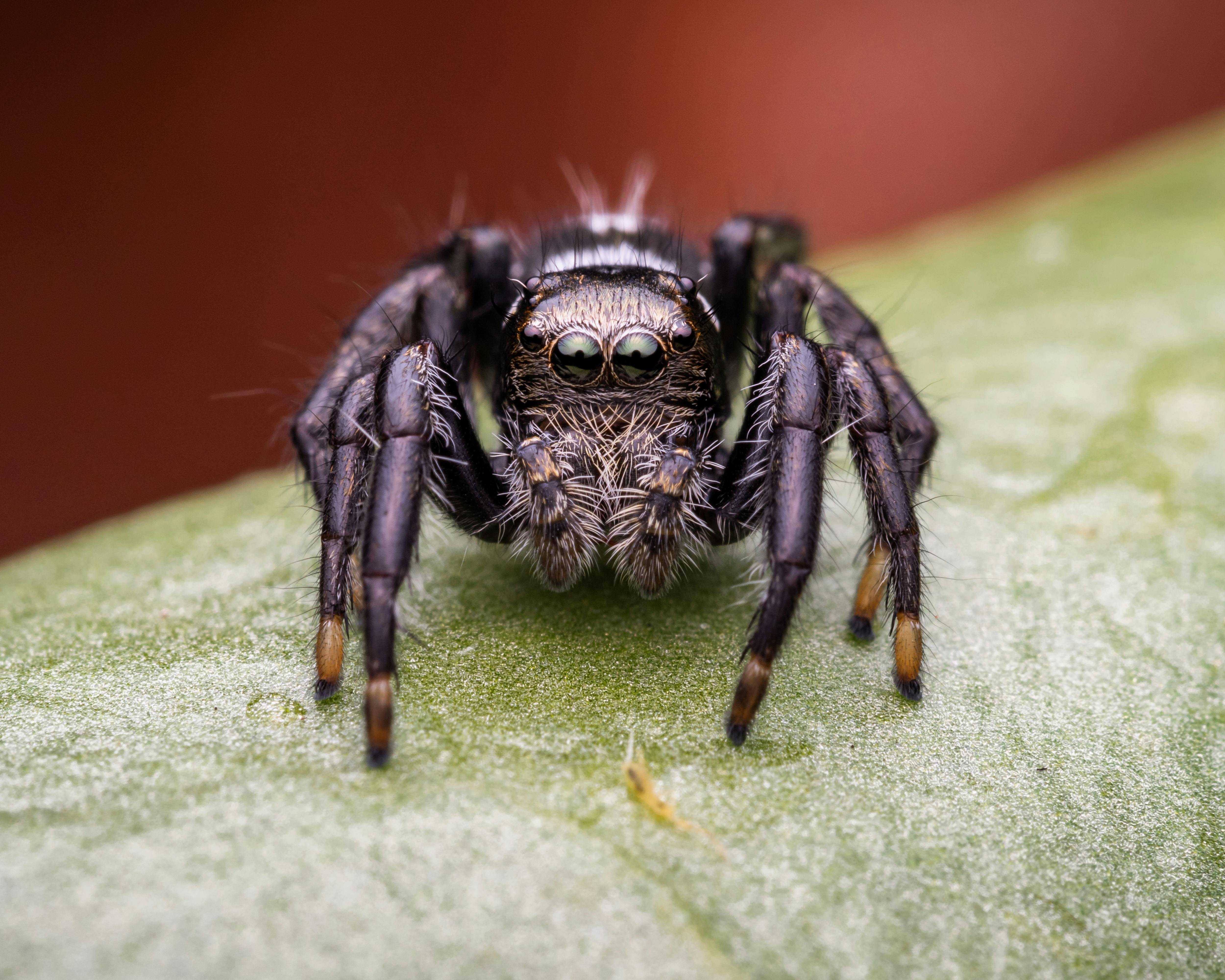 Close-up Portrait of Owl Against Sky · Free Stock Photo