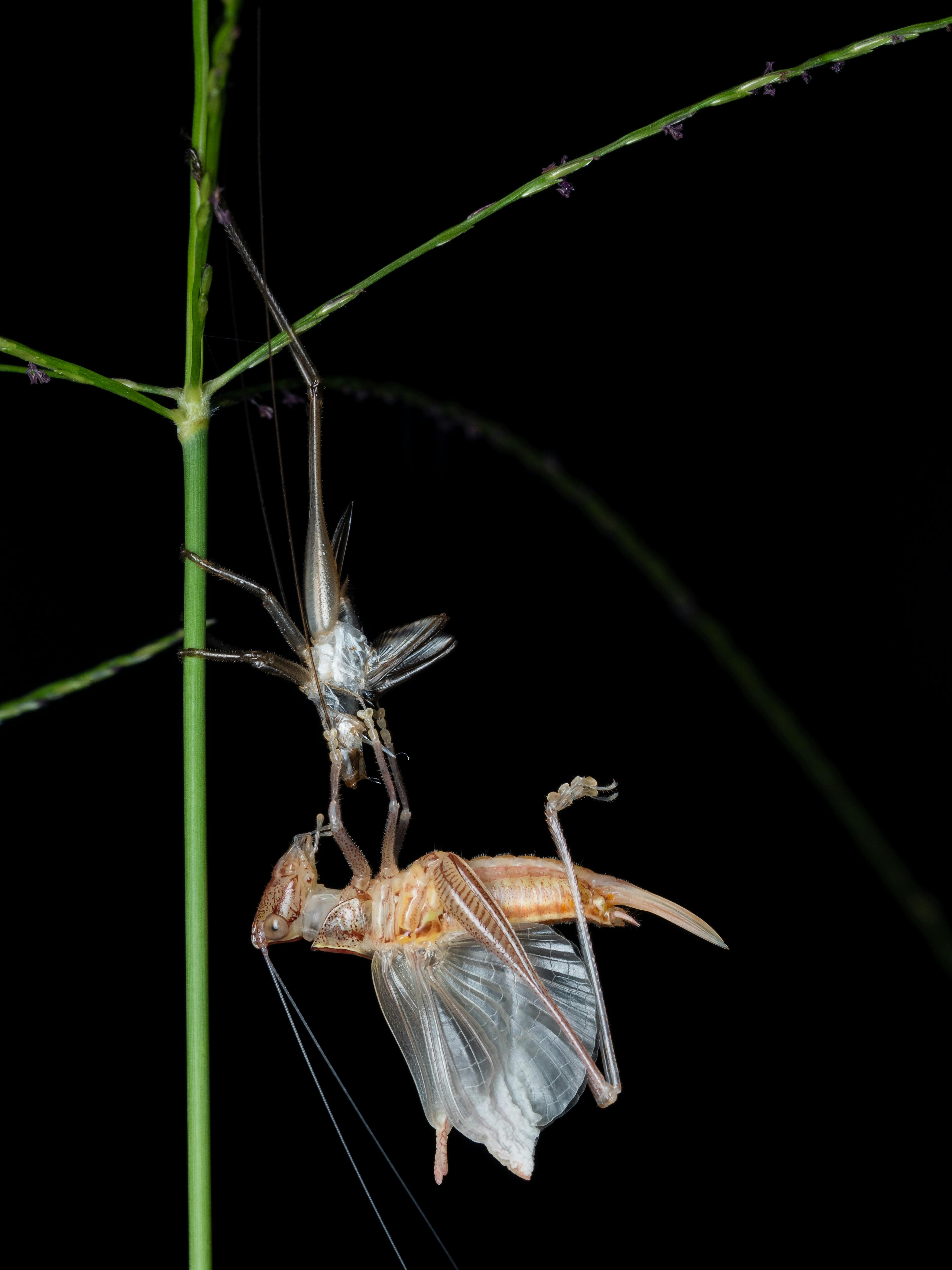 Close up of Two Insects · Free Stock Photo
