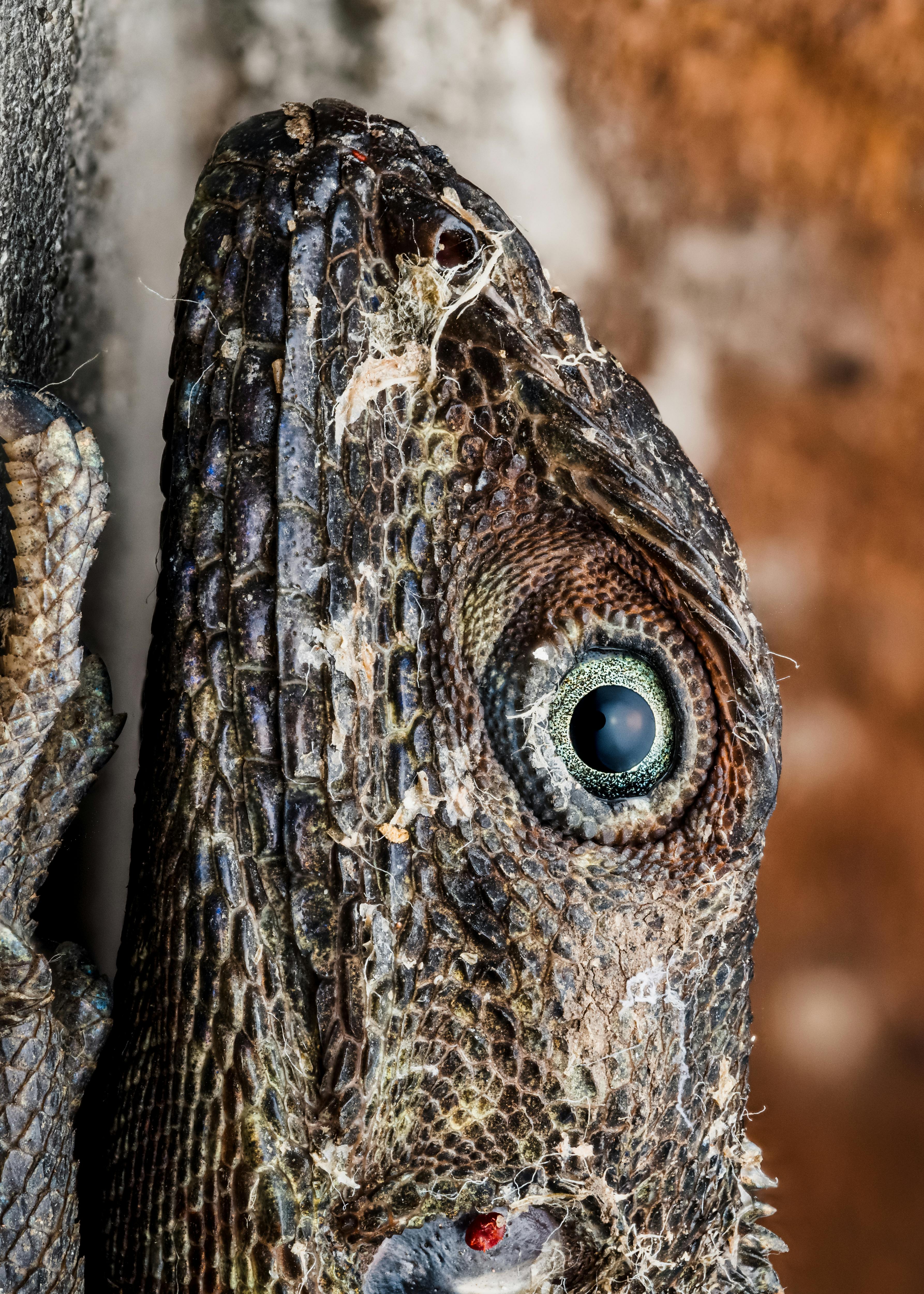 Extreme Close-up of the Head of a Lizard · Free Stock Photo
