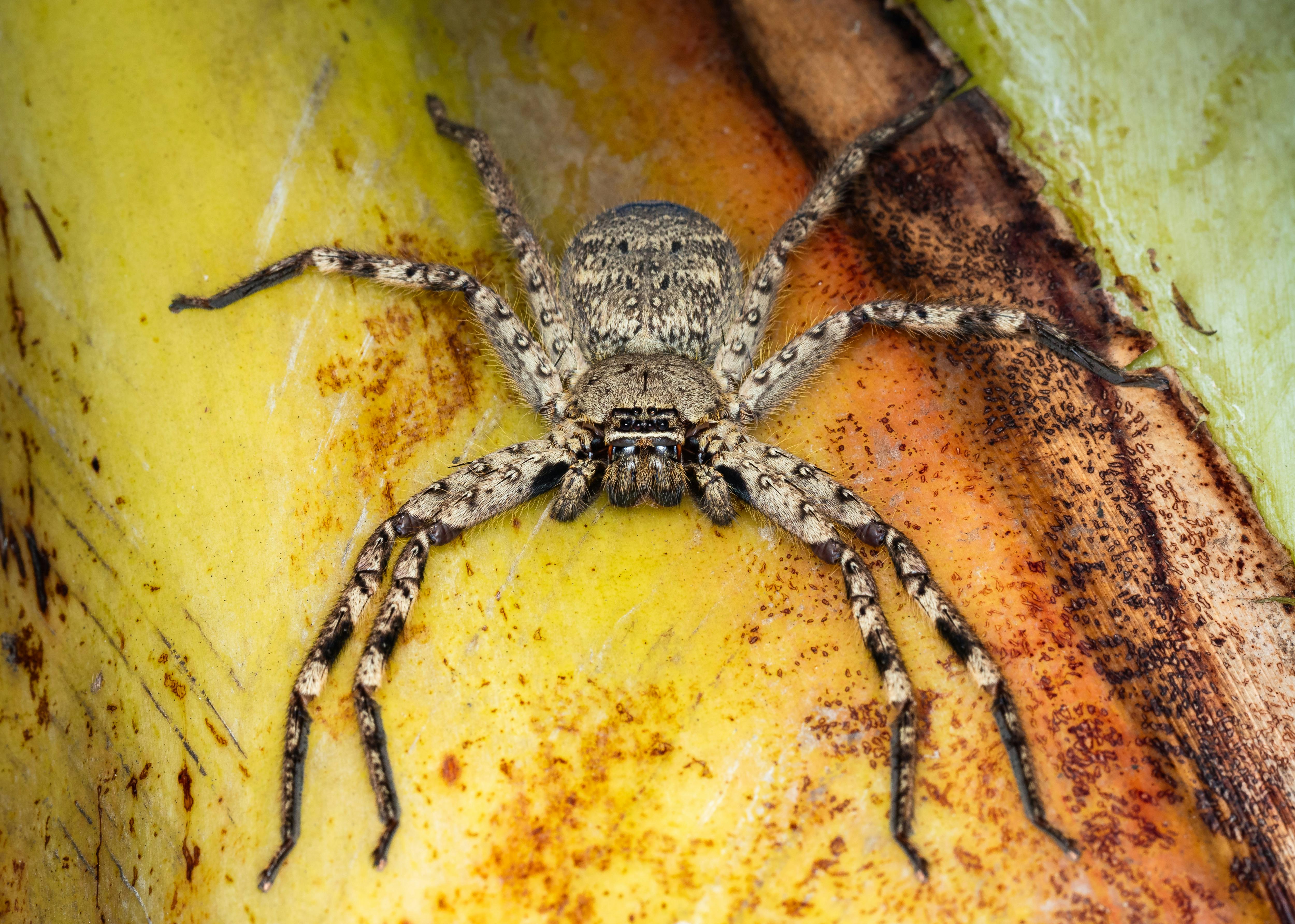 HUNTSMAN SPIDER (FULL BODY) · Free Stock Photo