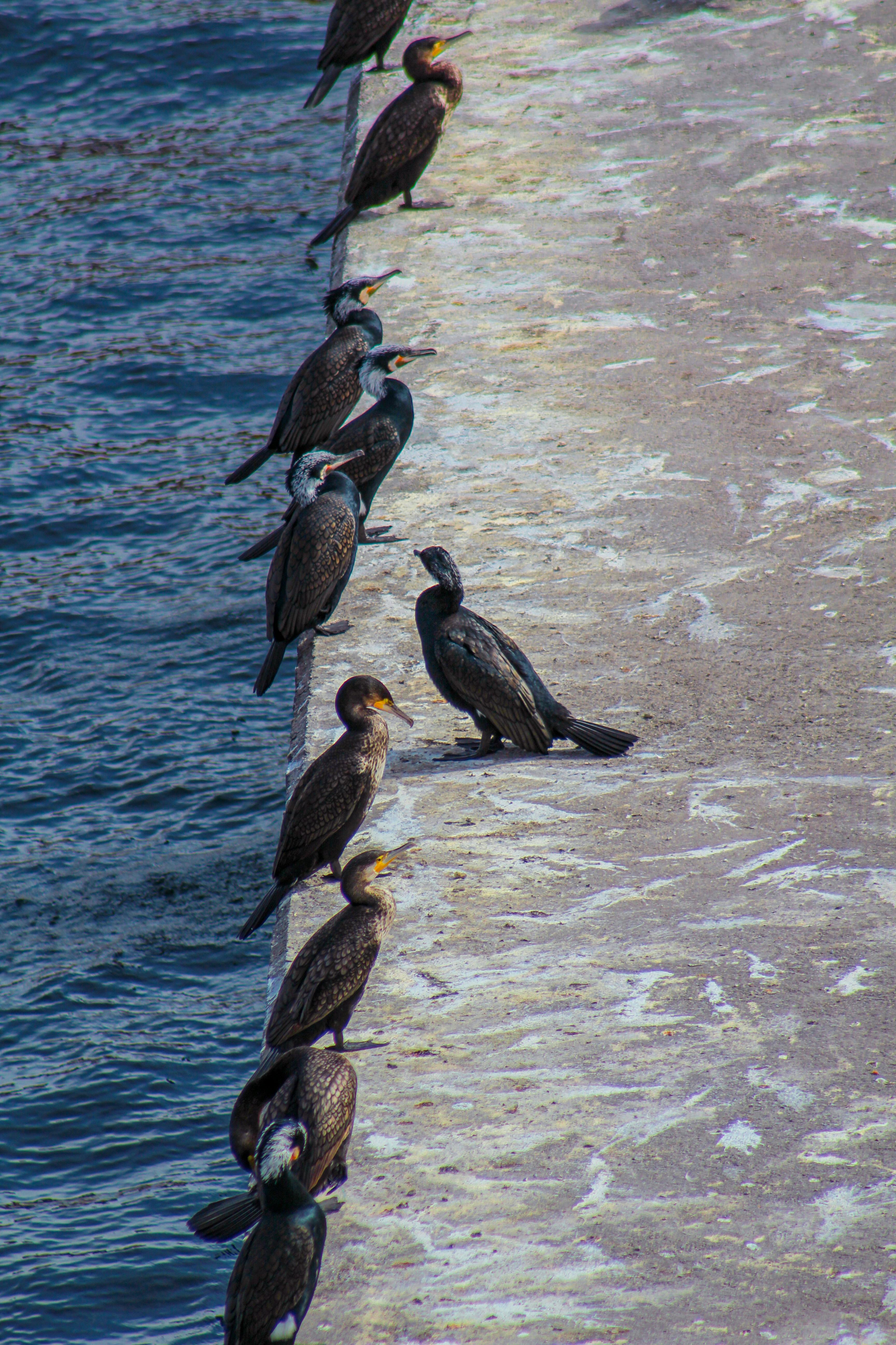 Close-up of Cormorants Sitting on a Shore · Free Stock Photo