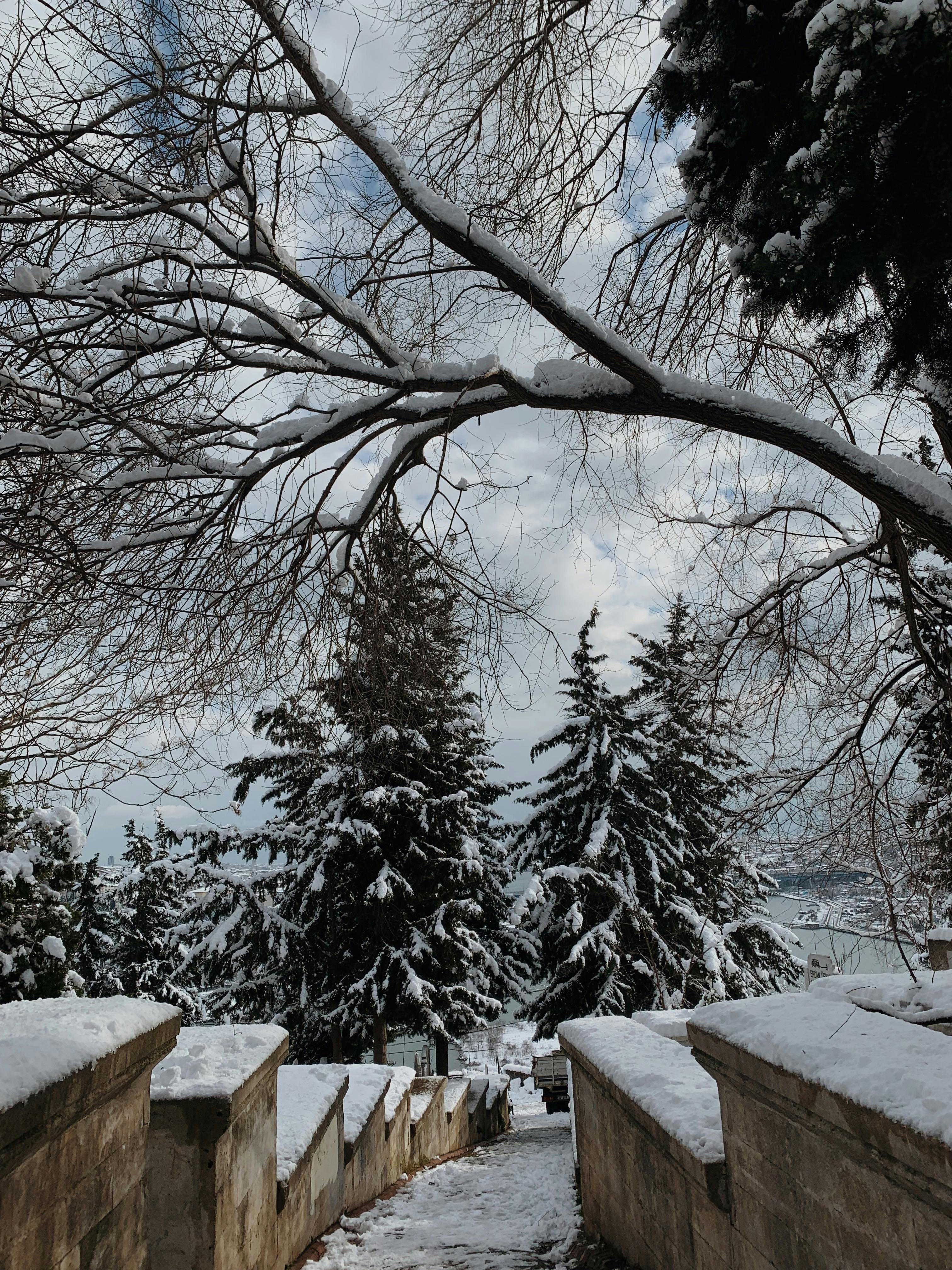 Frosty Overlay Photos, Download The BEST Free Frosty Overlay Stock ...