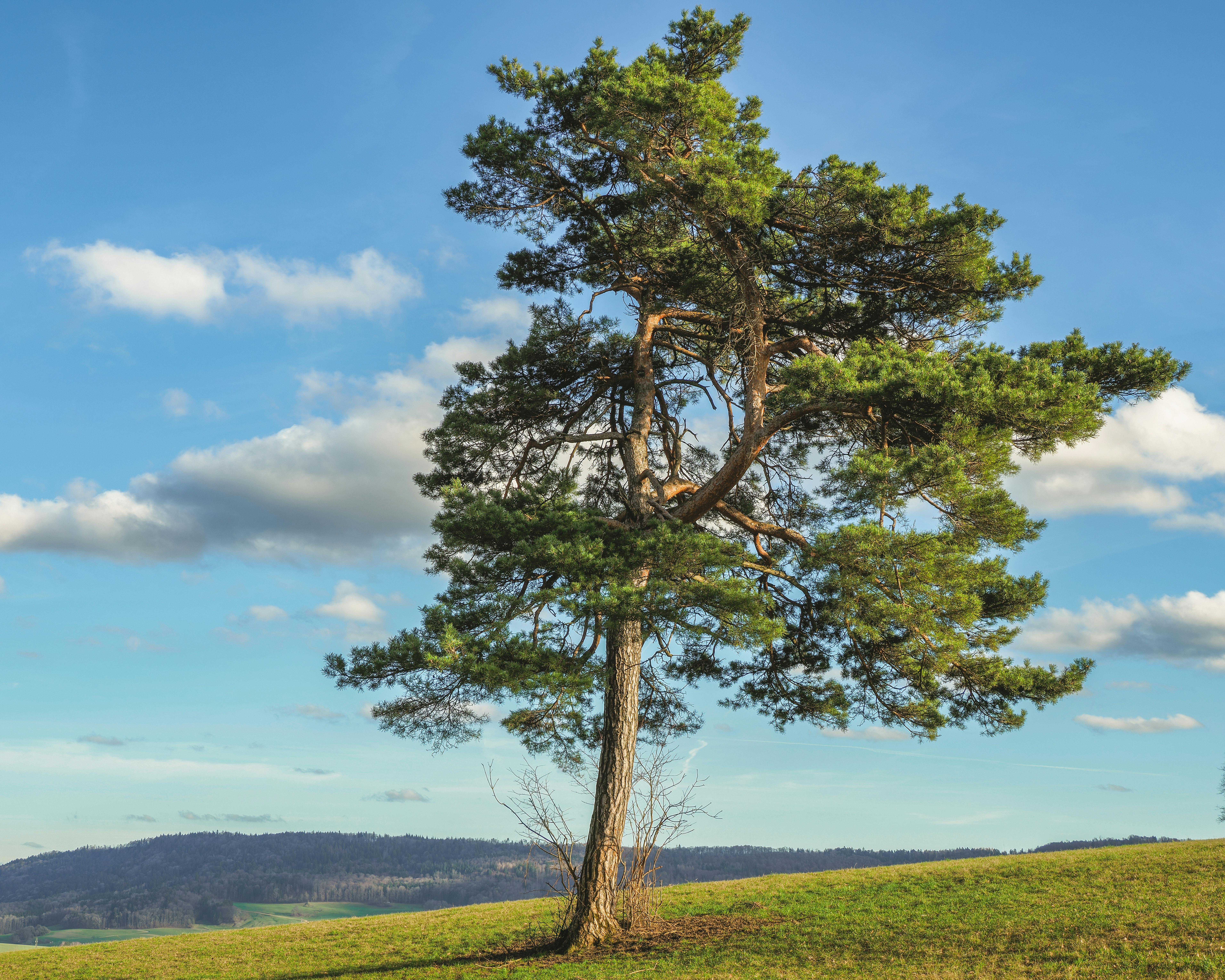 Green Leafed Tree · Free Stock Photo