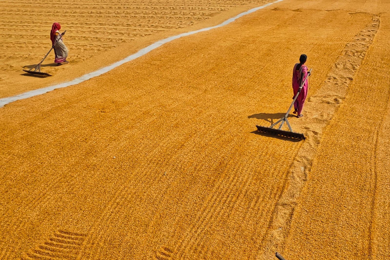 Rice Grains Photos, Download The BEST Free Rice Grains Stock Photos ...