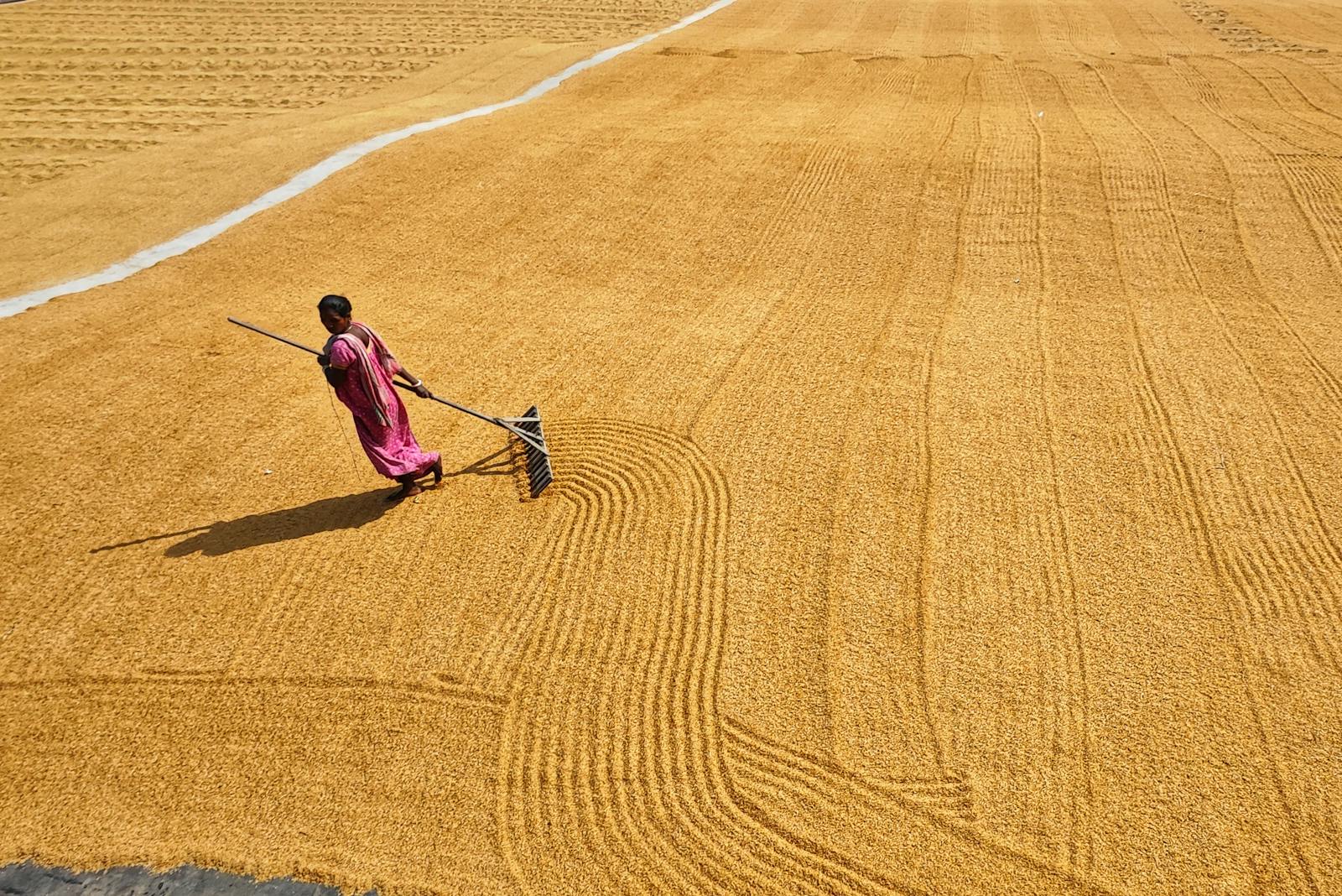 Rice Grains Photos, Download The BEST Free Rice Grains Stock Photos ...