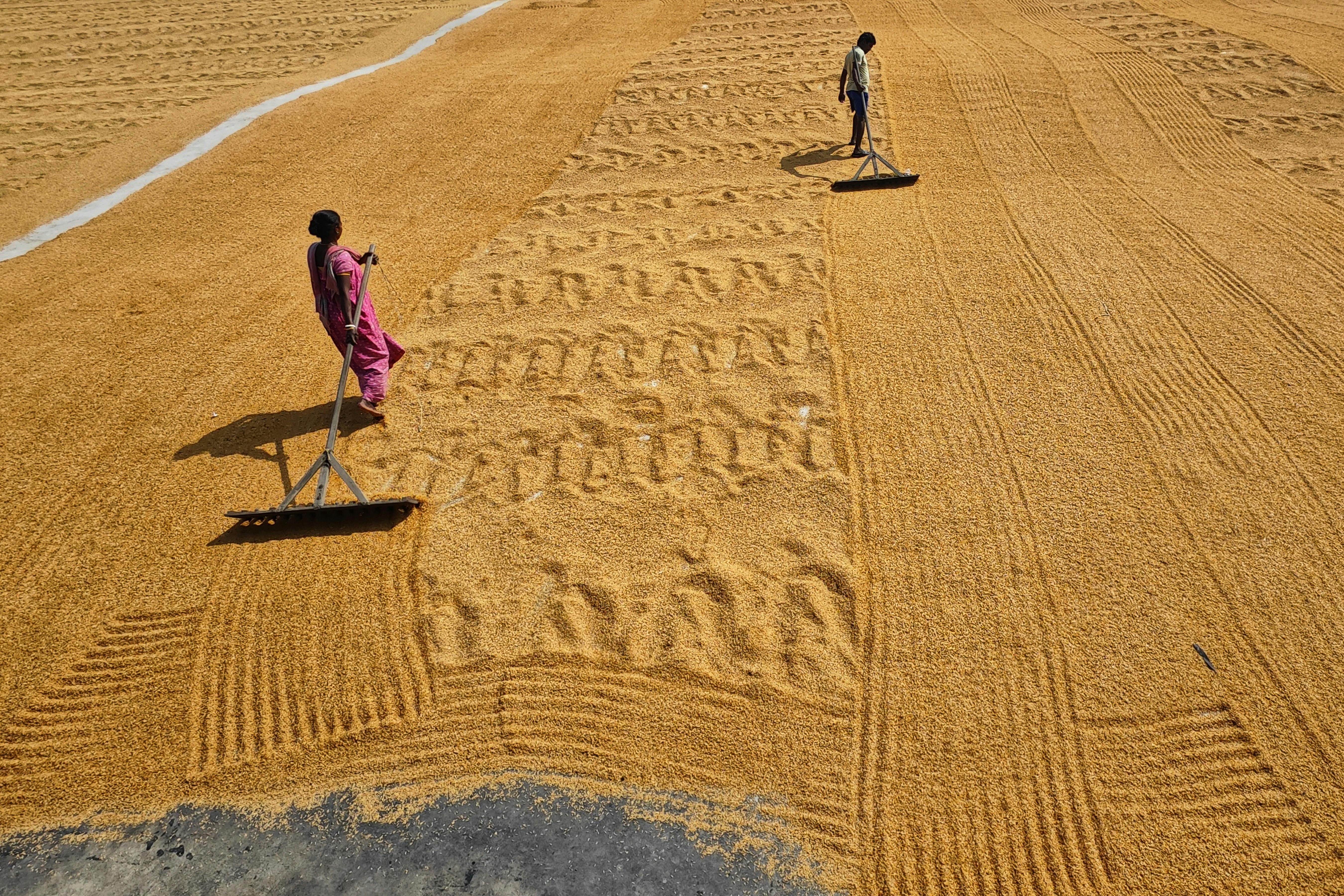 Drying Crops Photos, Download The BEST Free Drying Crops Stock Photos ...