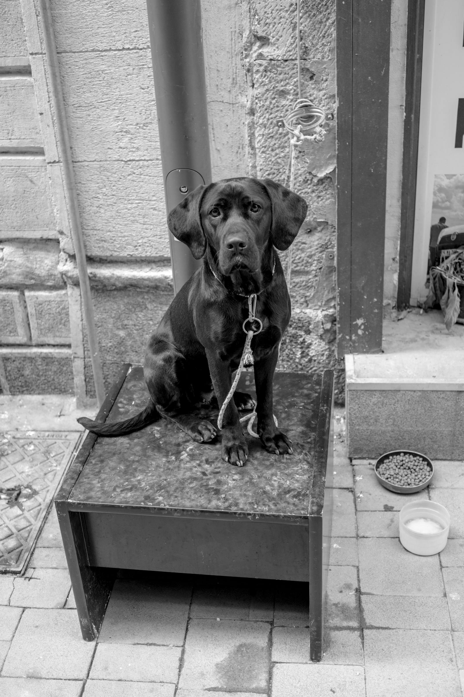 Bad Dog Photos, Download The BEST Free Bad Dog Stock Photos & HD Images