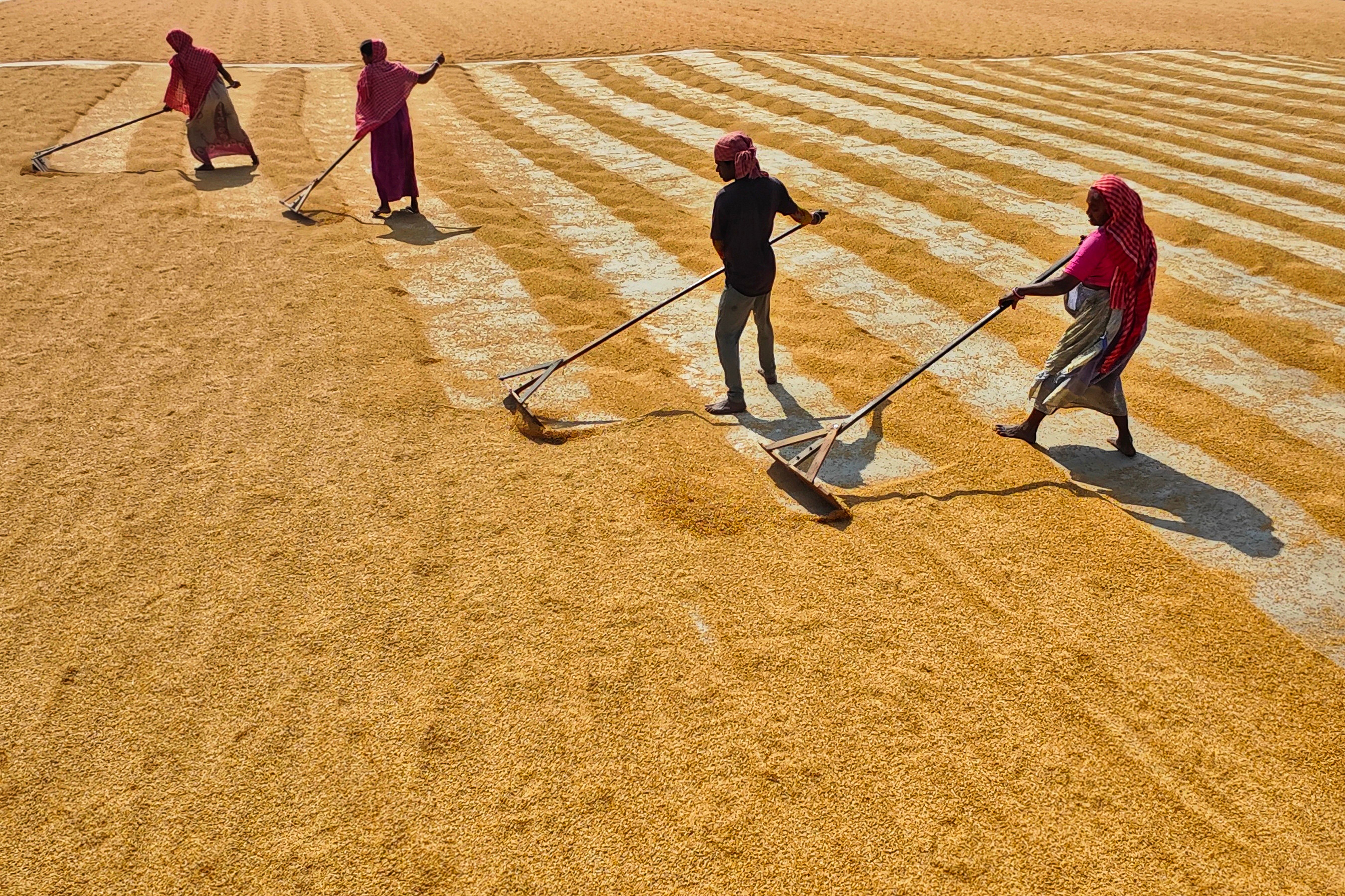 Women Raking Dry Seed · Free Stock Photo