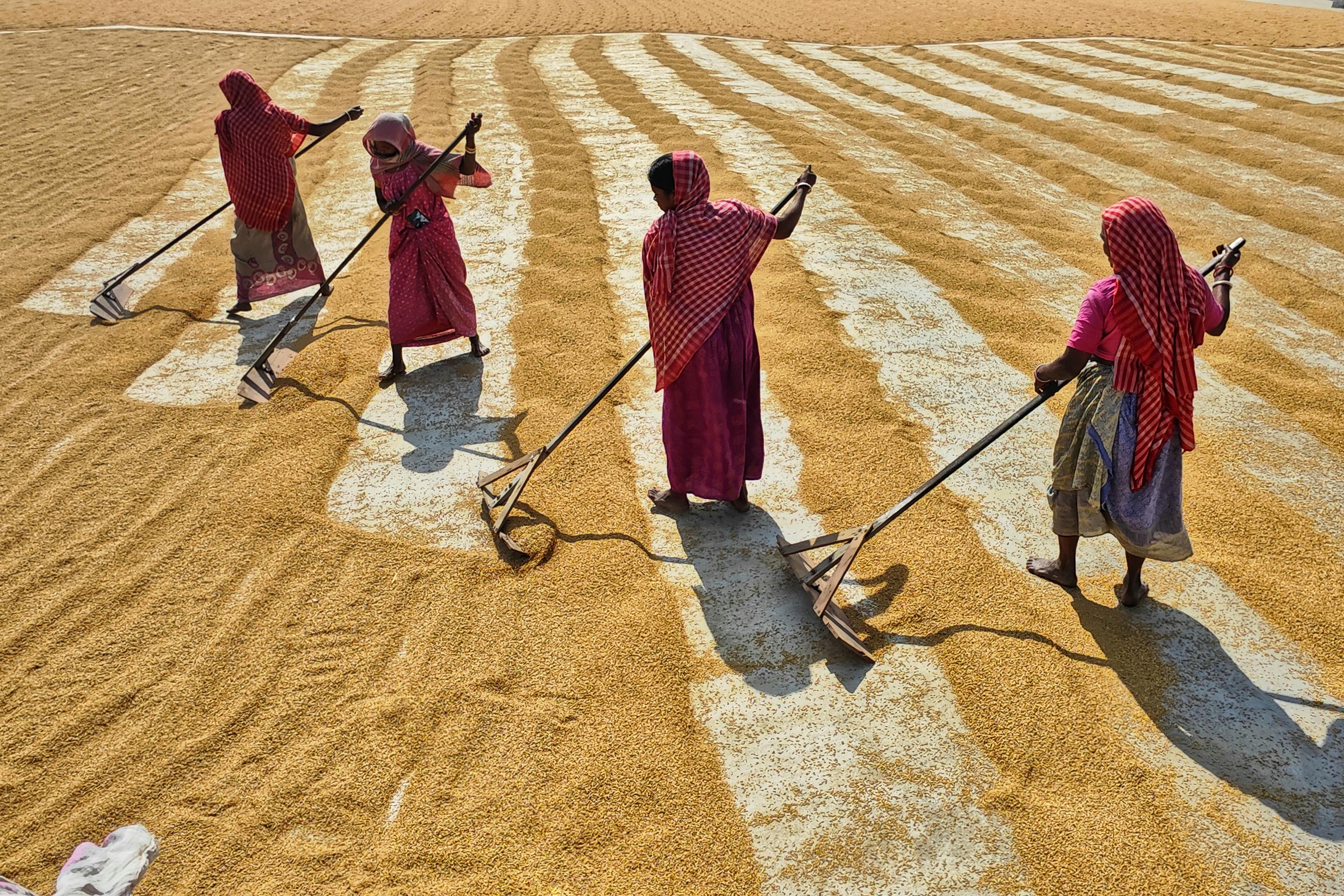 View of People Spreading Grains to Dry in the Sun · Free Stock Photo