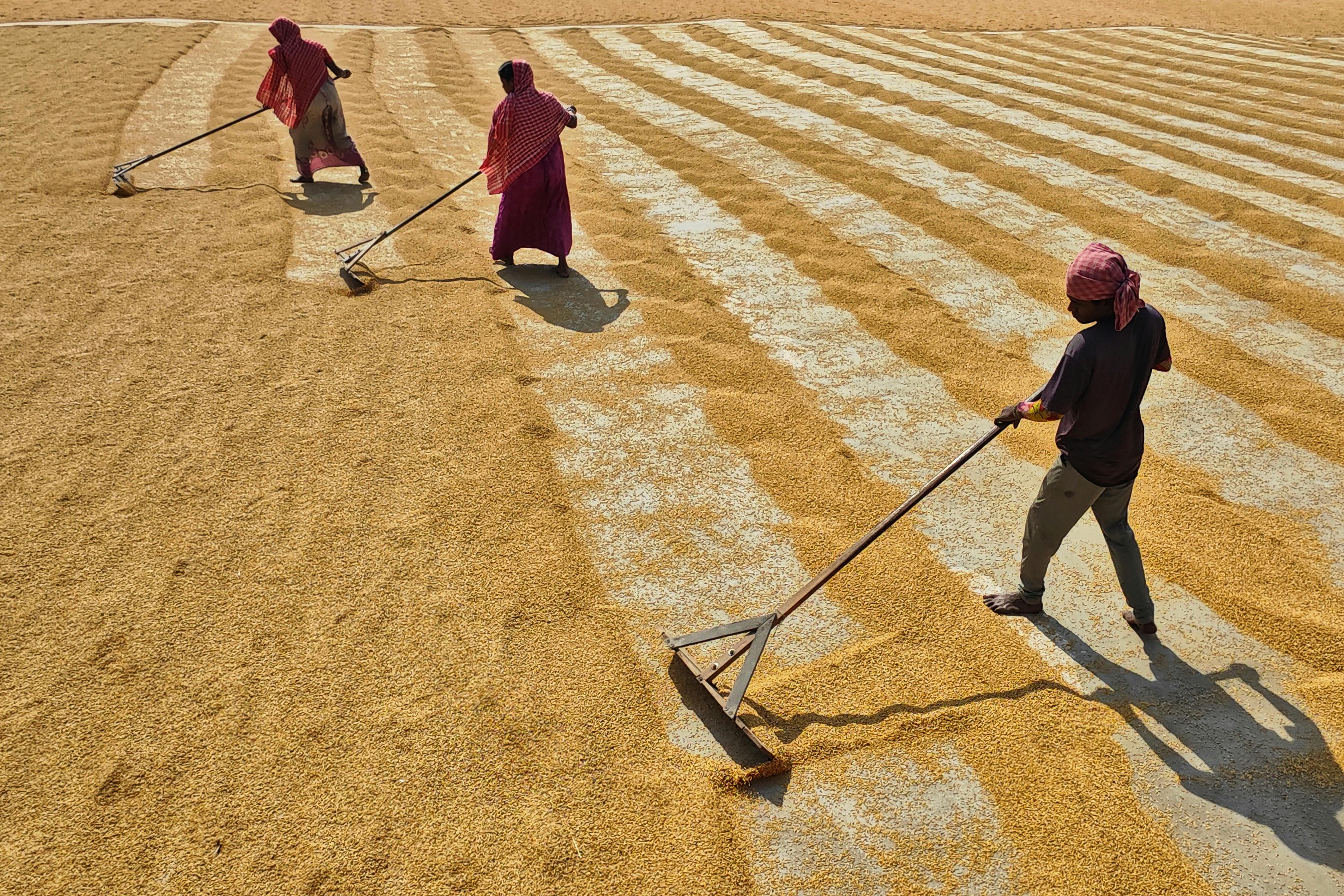 Farmer Woman Raking Dry Seed · Free Stock Photo