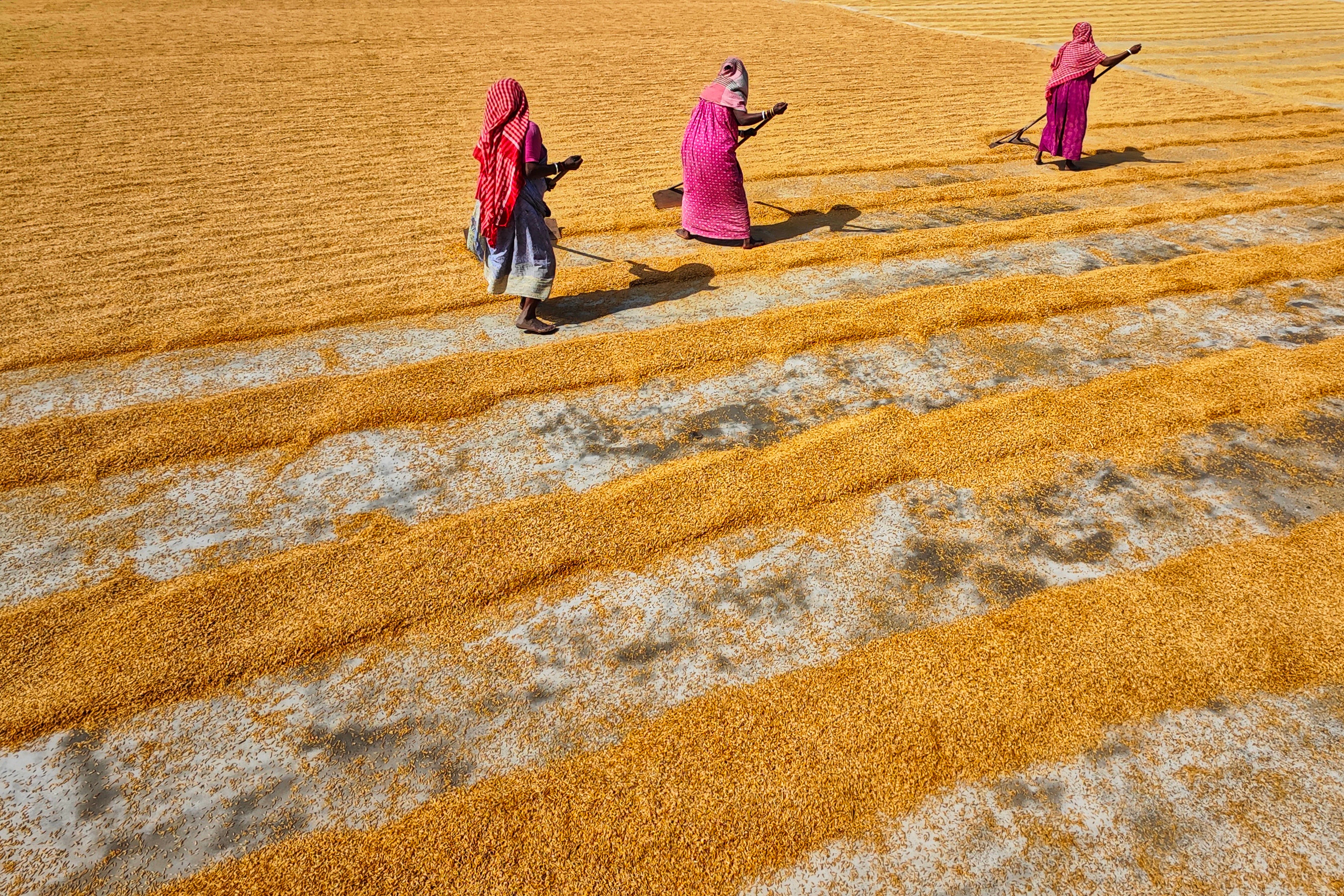 View of People Spreading Grains to Dry in the Sun · Free Stock Photo