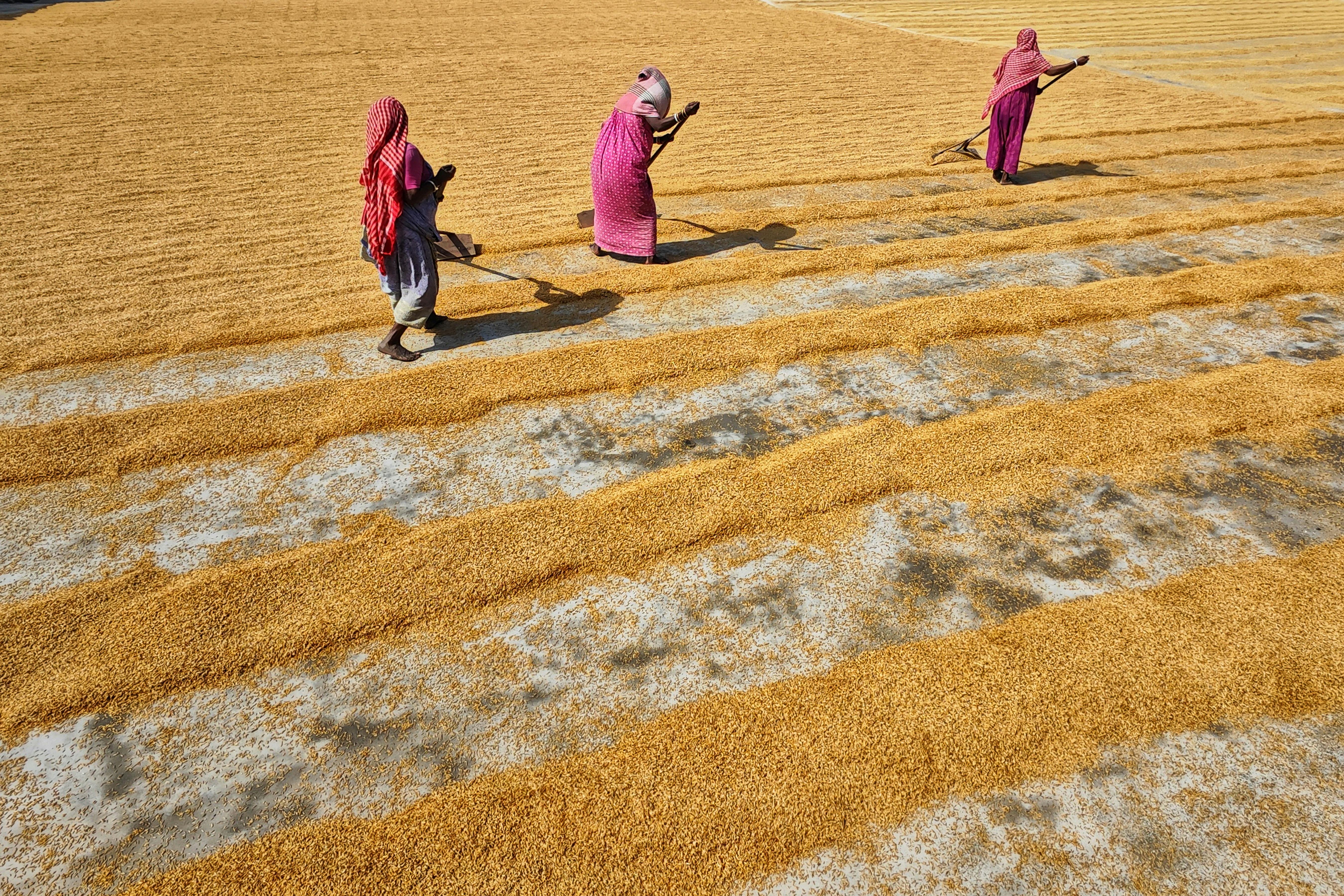 People Working on a Sunny Field · Free Stock Photo