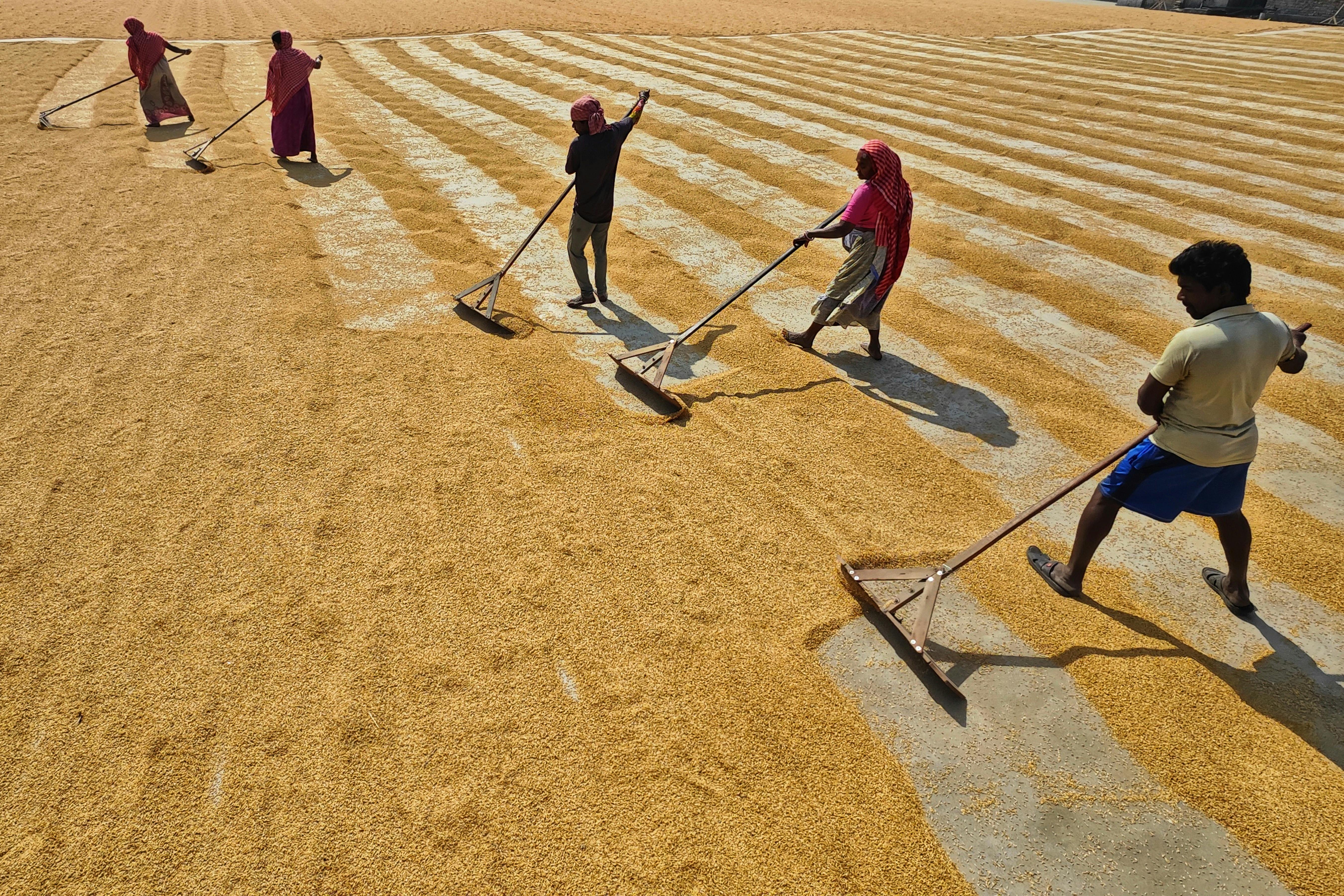 View of People Spreading Grains to Dry in the Sun · Free Stock Photo