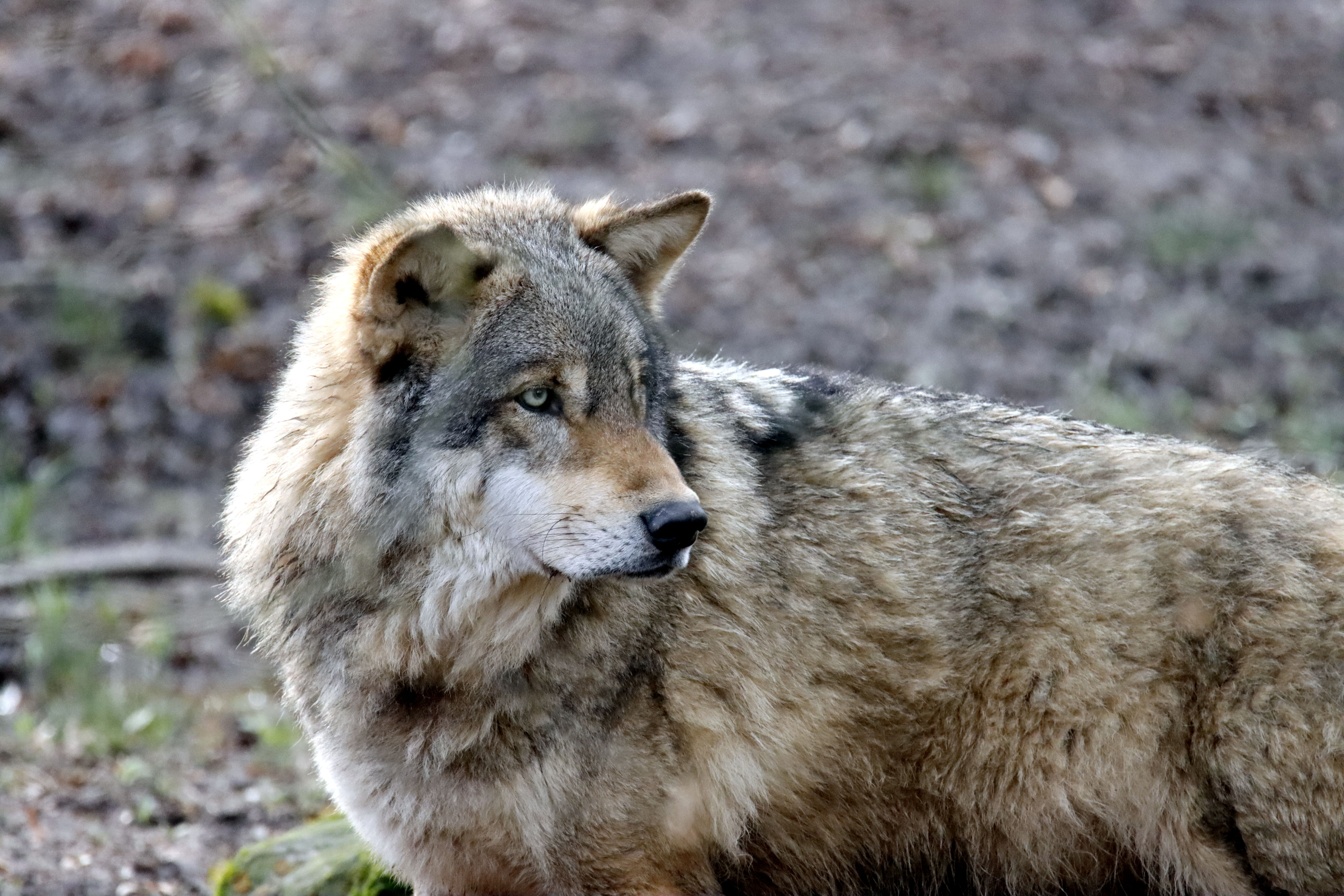 A Grey Wolf Looking Away in Forest · Free Stock Photo