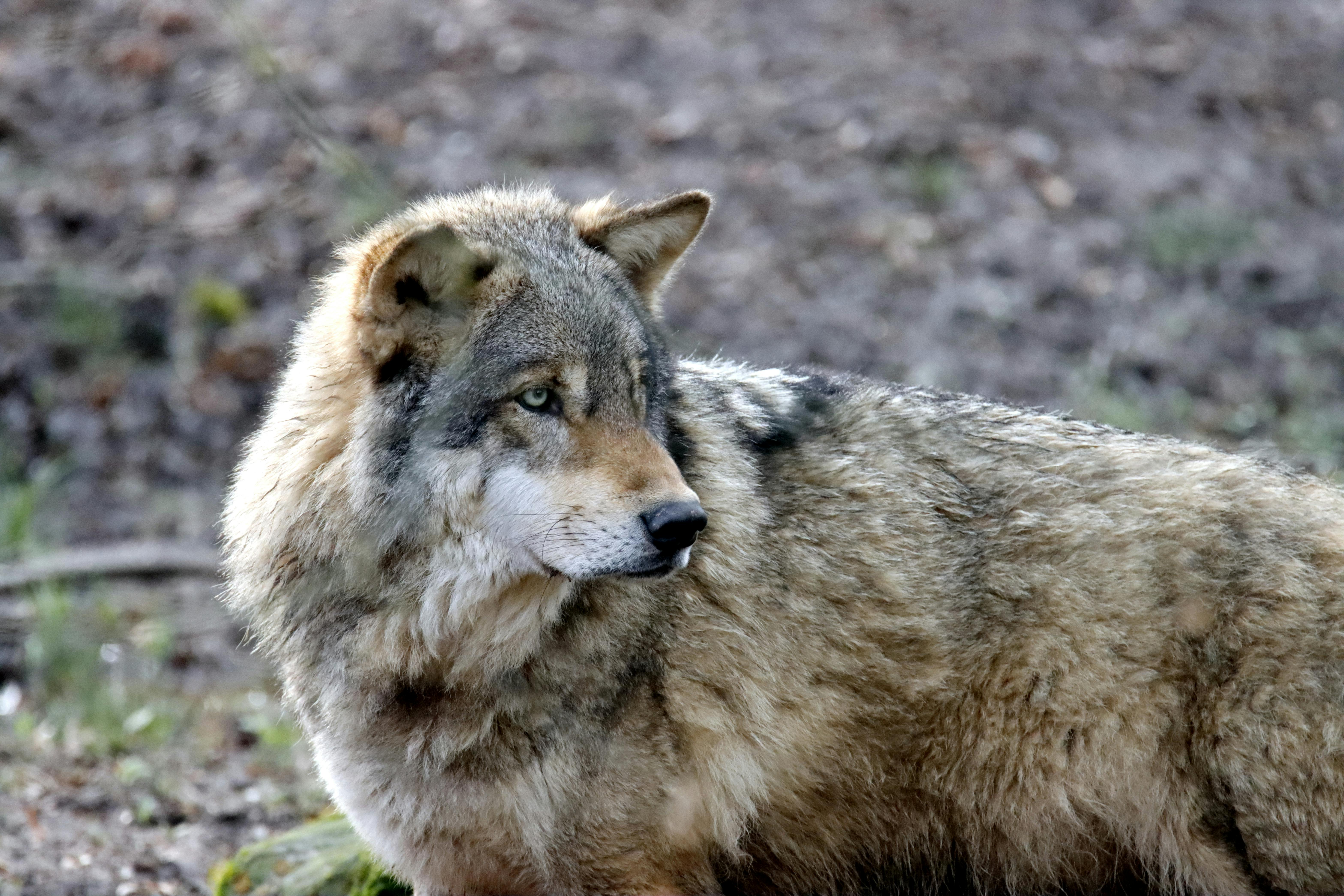 Wolf Howling in the Forest · Free Stock Photo