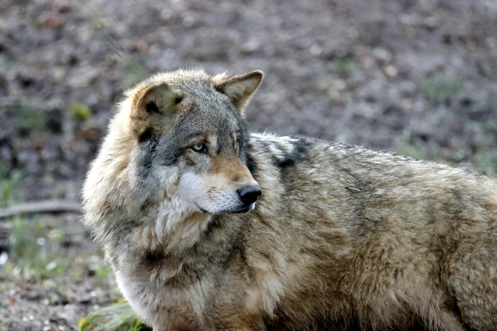 Forest Animal Photos, Download The BEST Free Forest Animal Stock Photos ...