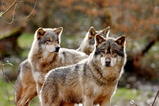 Pack Hunting Animals: Ocean & Land Predators Worldwide