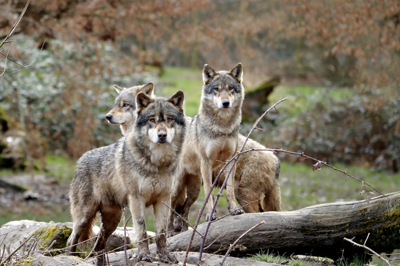 Understanding Wolf Pack Ranks of Wolf Packs and Hierarchy