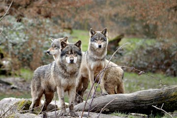 Understanding Wolf Pack Ranks of Wolf Packs and Hierarchy