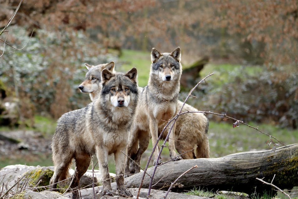 Understanding Wolf Pack Ranks of Wolf Packs and Hierarchy