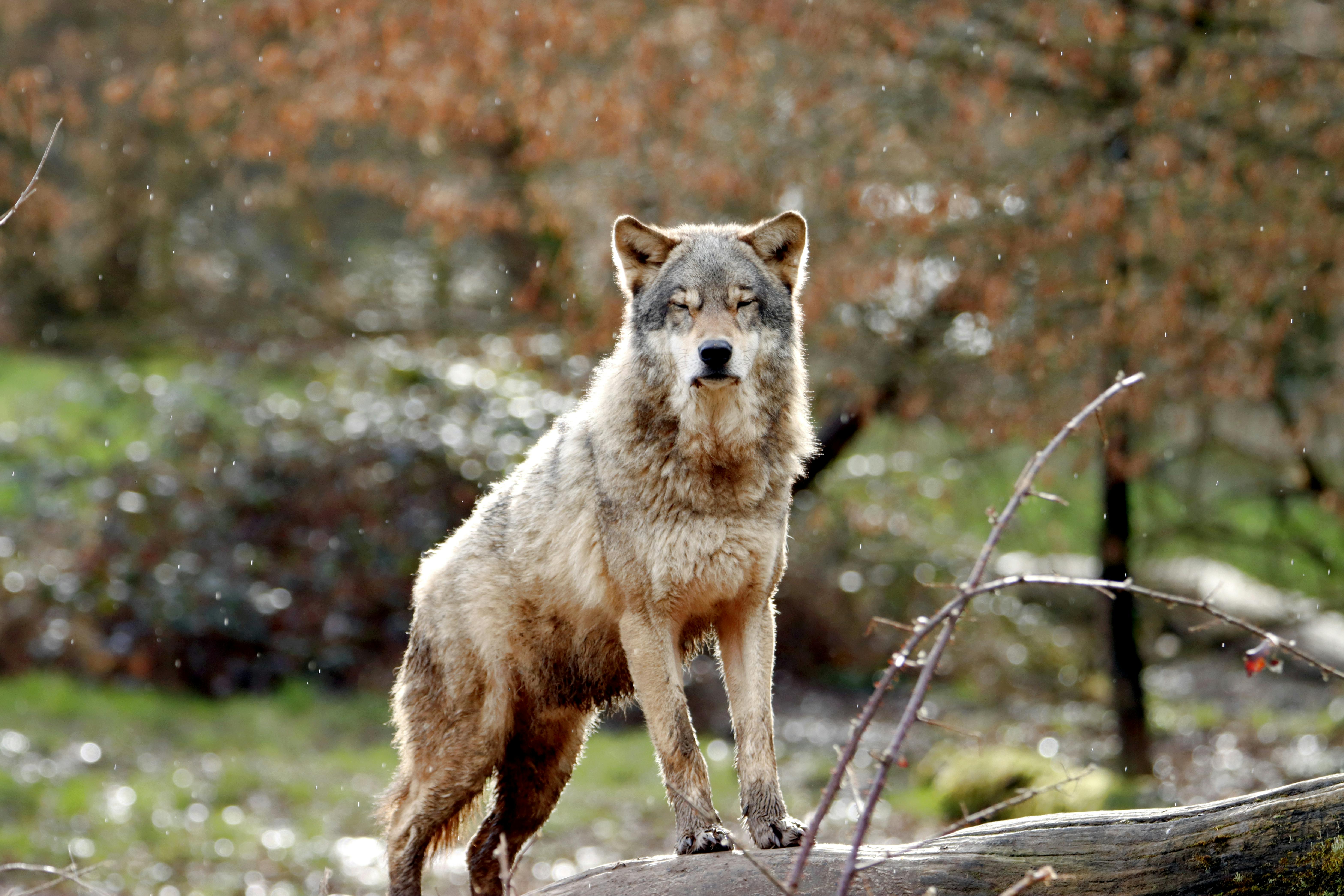 Wolf Standing on Trunk · Free Stock Photo