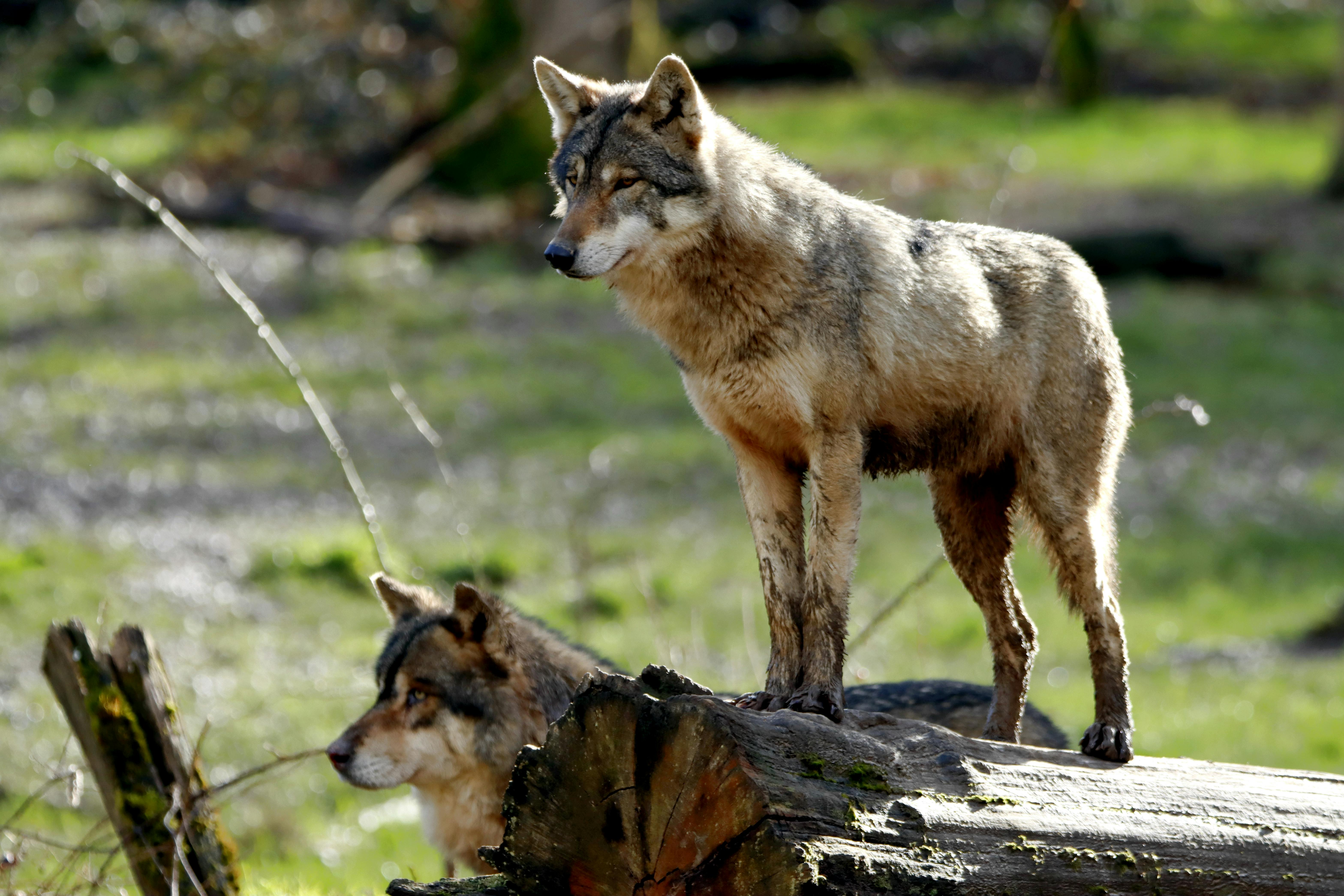 Wolf on Tree Trunk · Free Stock Photo